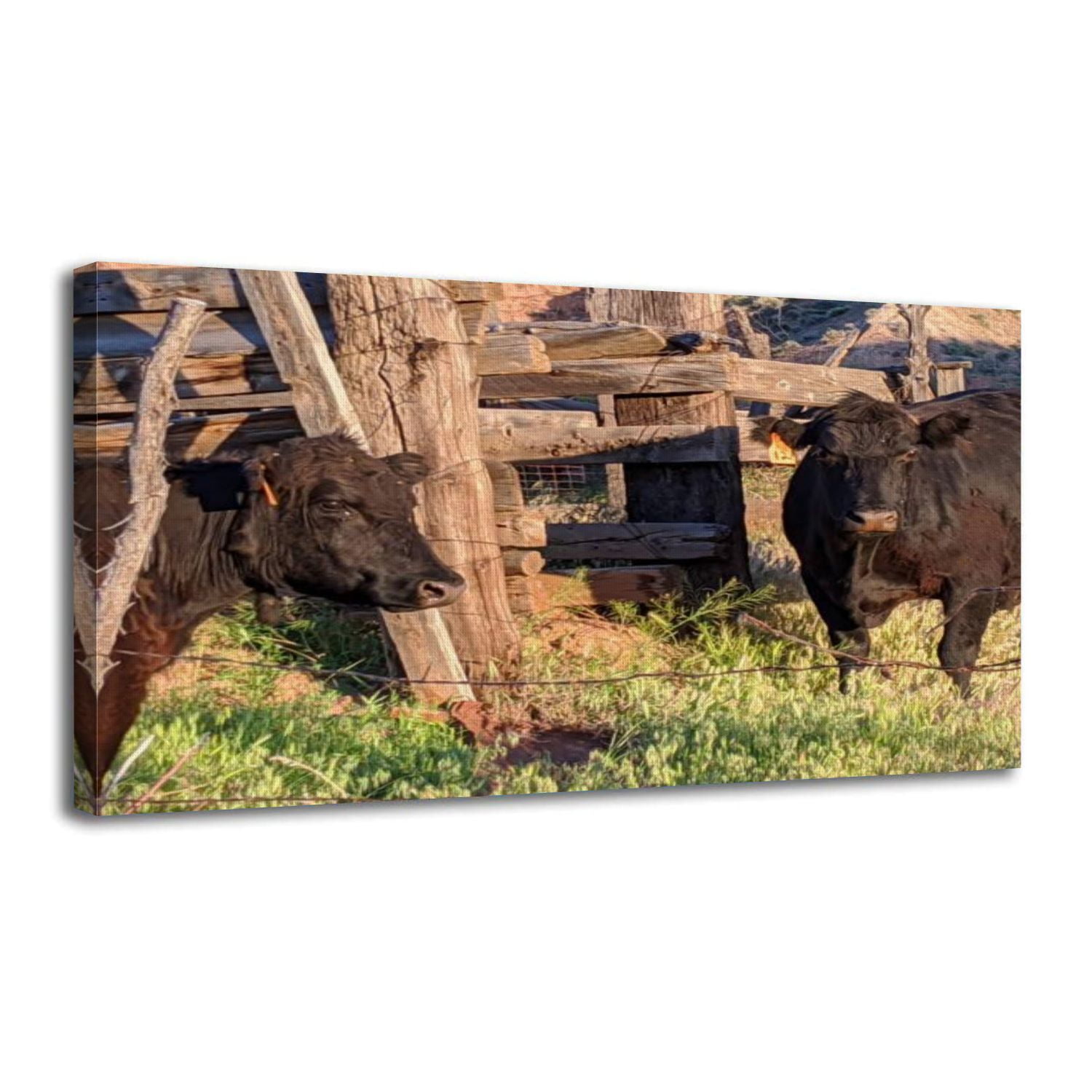 Canvas Wall Art Black Angus cattle by old historic corral Rockville ...
