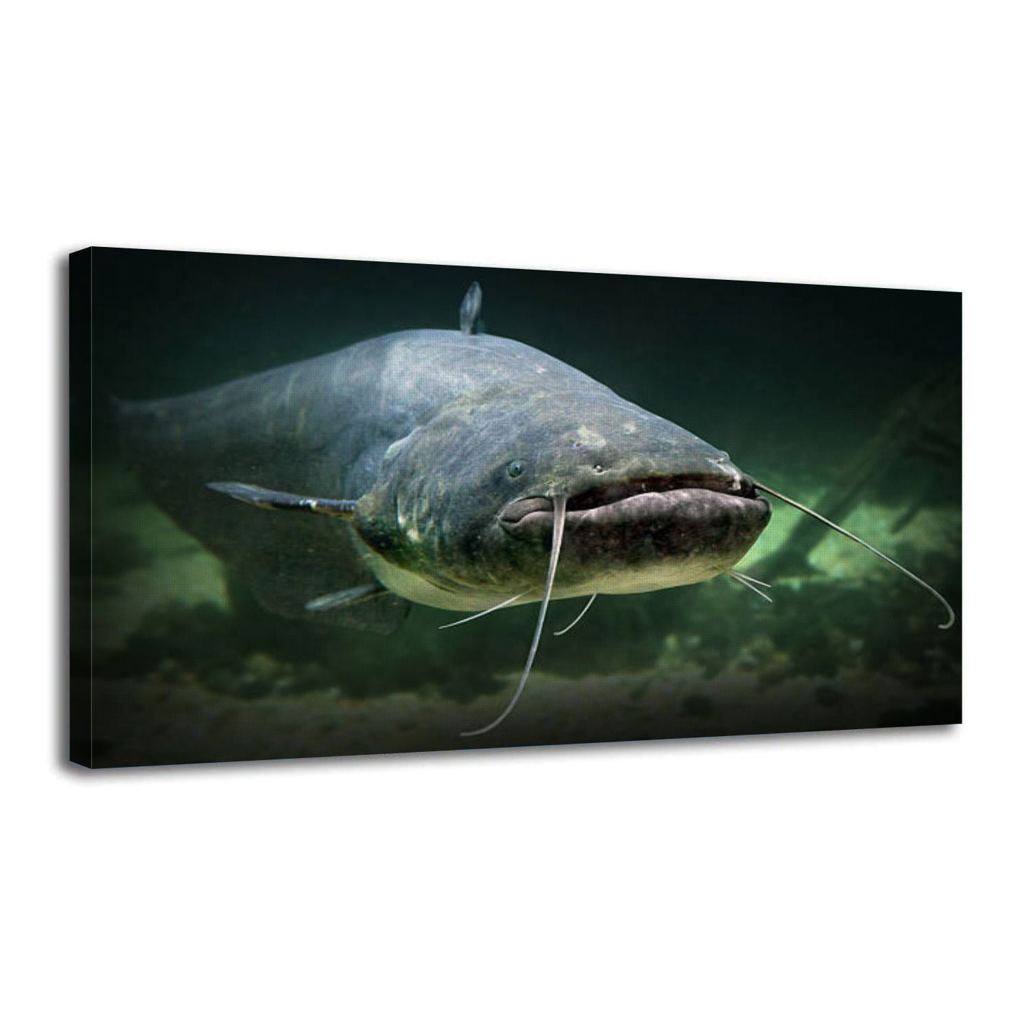Canvas Wall Art Catfish Silurus Glanis Wall Decor for Living Room ...