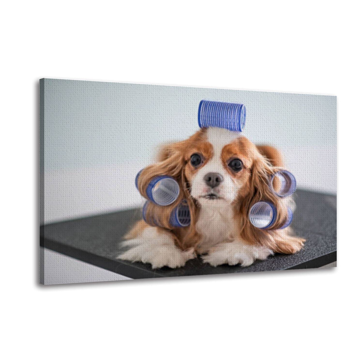 Canvas Wall Art Cavalier King Charles Spaniel dog grooming session Wall ...