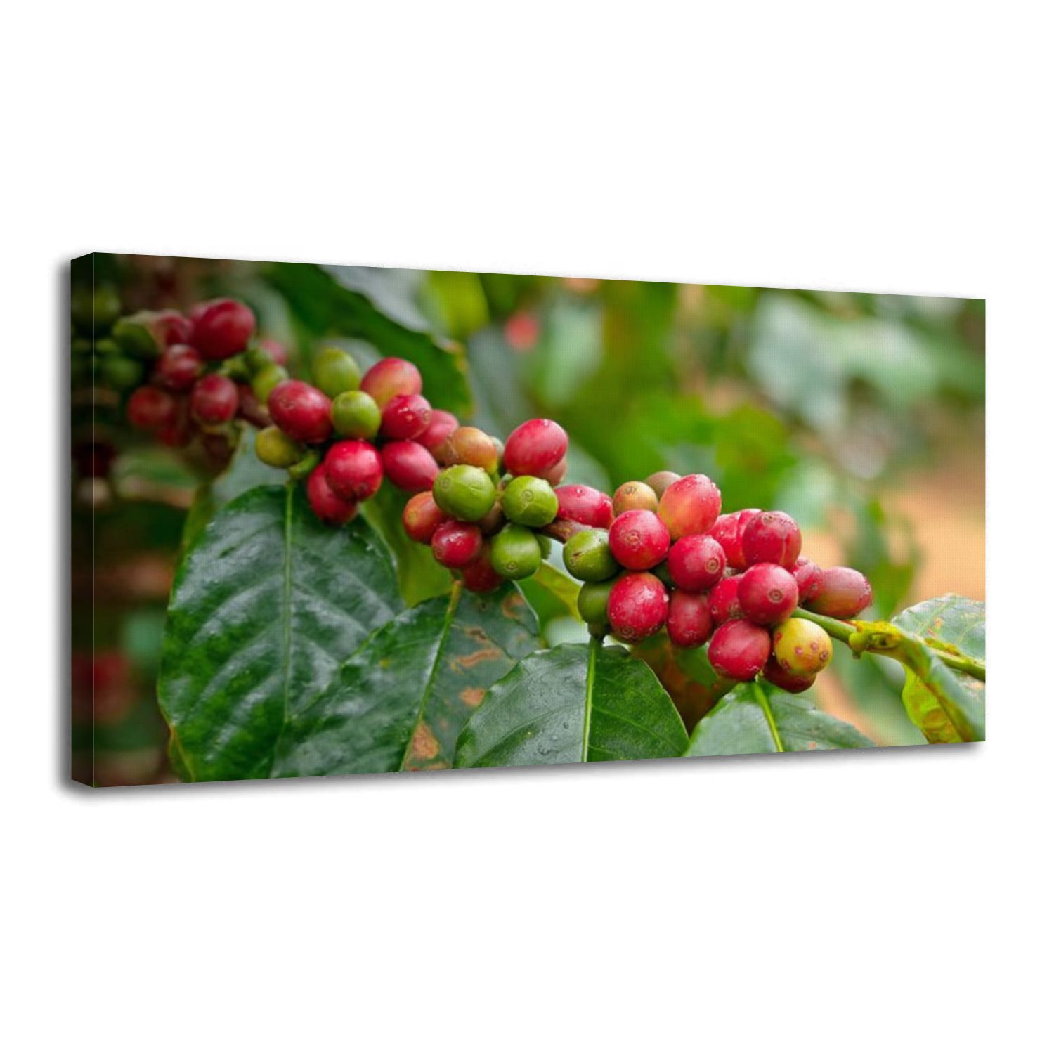Canvas Wall Art Coffee beans branch coffee plant Arabica coffee Wall ...