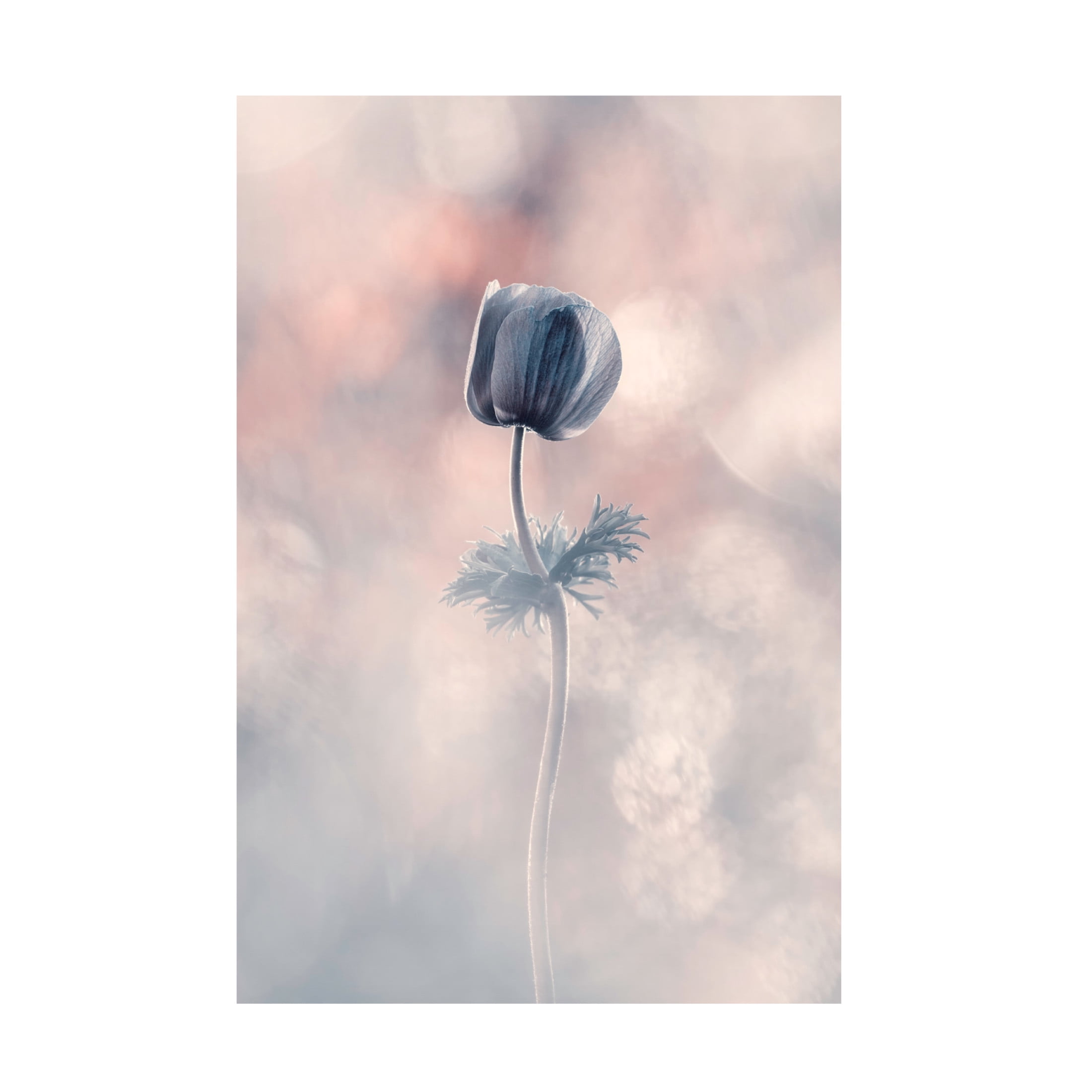 Canvas Wall Art - Fabien Bravin 'Soliste' Wall Art for Living Room ...