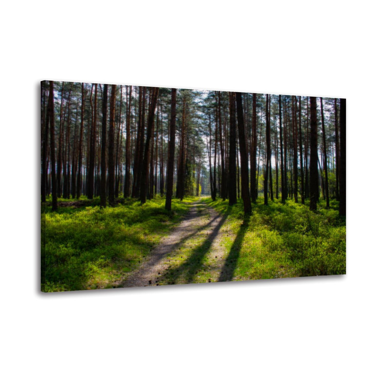 Canvas Wall Art Footpath wild sunny forest trees shadows Wall Decor for ...