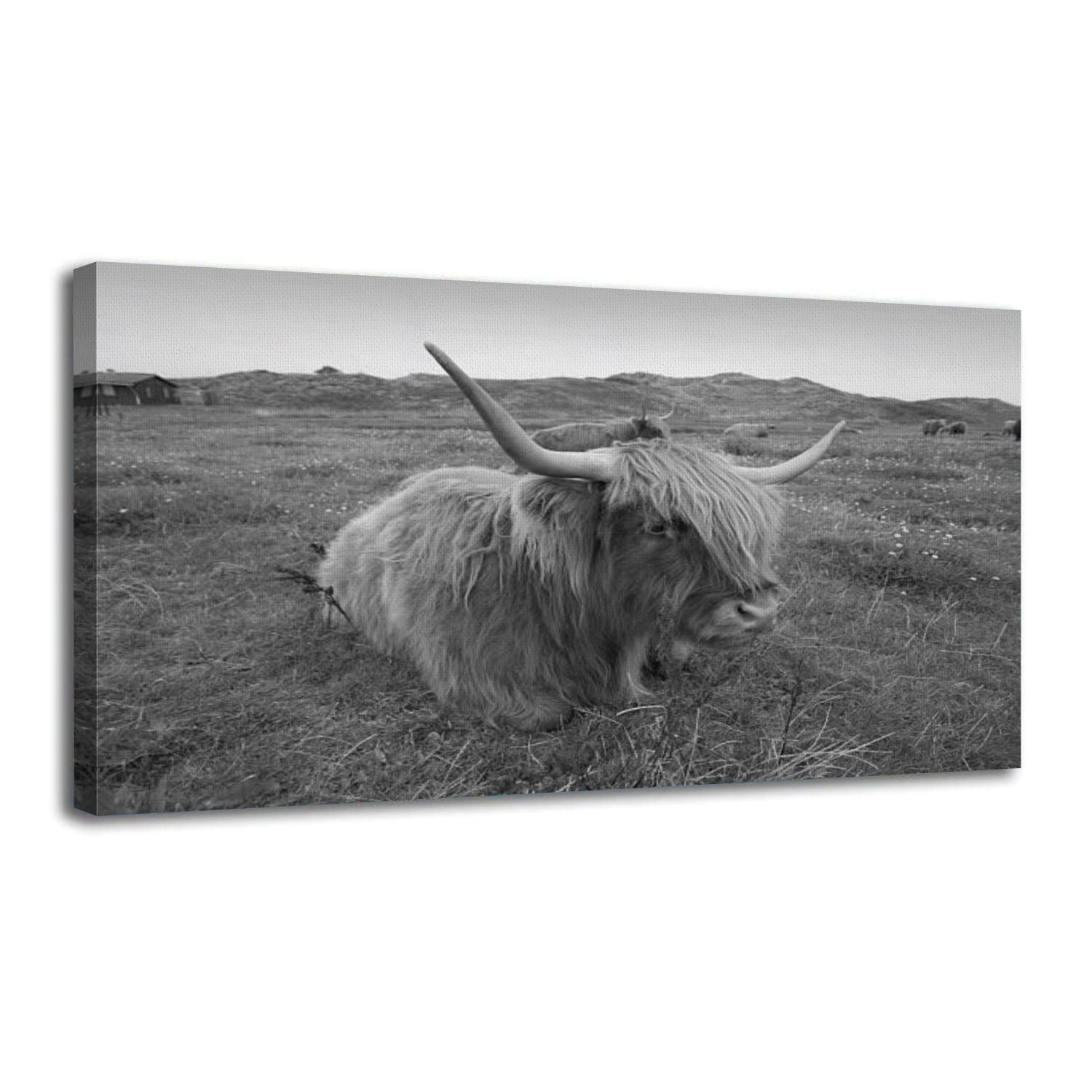 Canvas Wall Art Galloway Highland Cattle Animal Cattle Cow Domestic ...