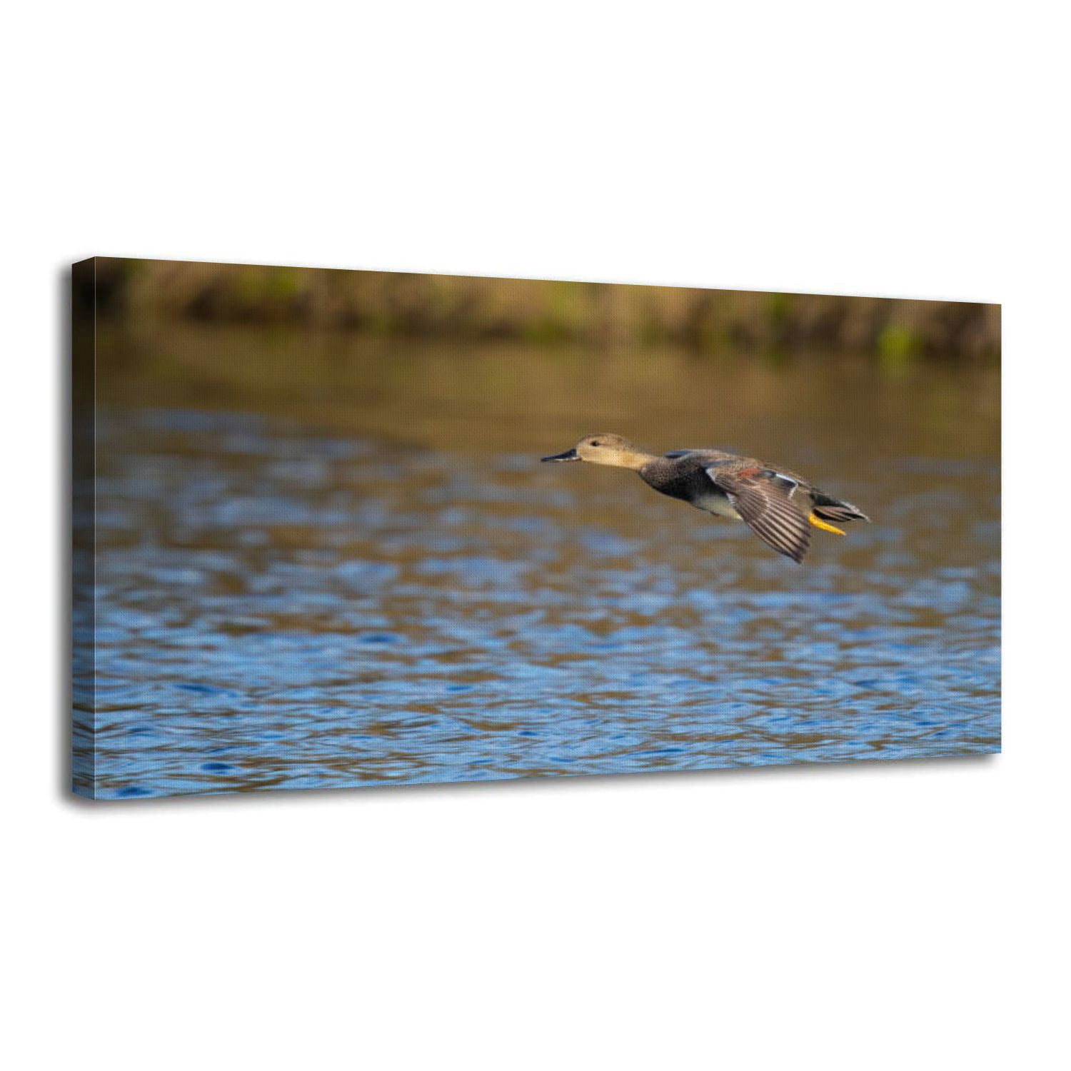 Canvas Wall Art Handsome Drake Gadwall Flight Morning Sunlight Wall ...