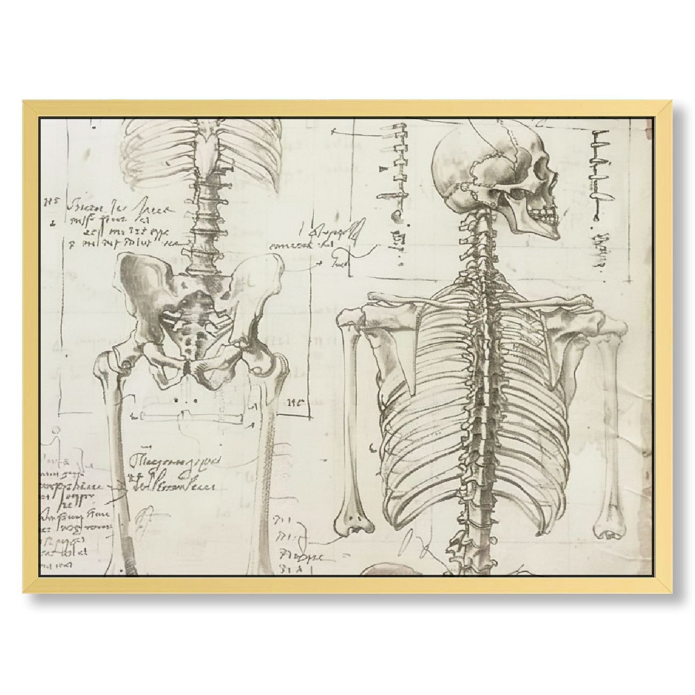 Canvas Wall Art - Human Anatomy Poster - Vintage Anatomy Poster ...