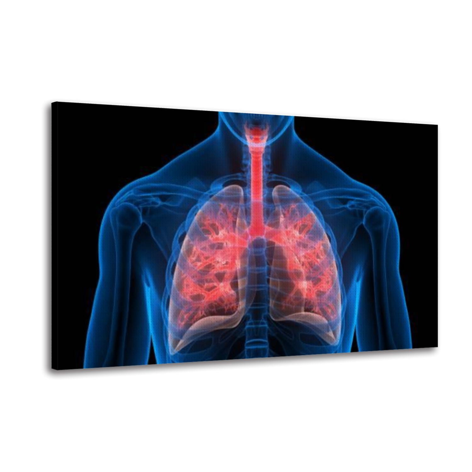 Canvas Wall Art Human Respiratory System Lungs Anatomy Wall Decor for ...