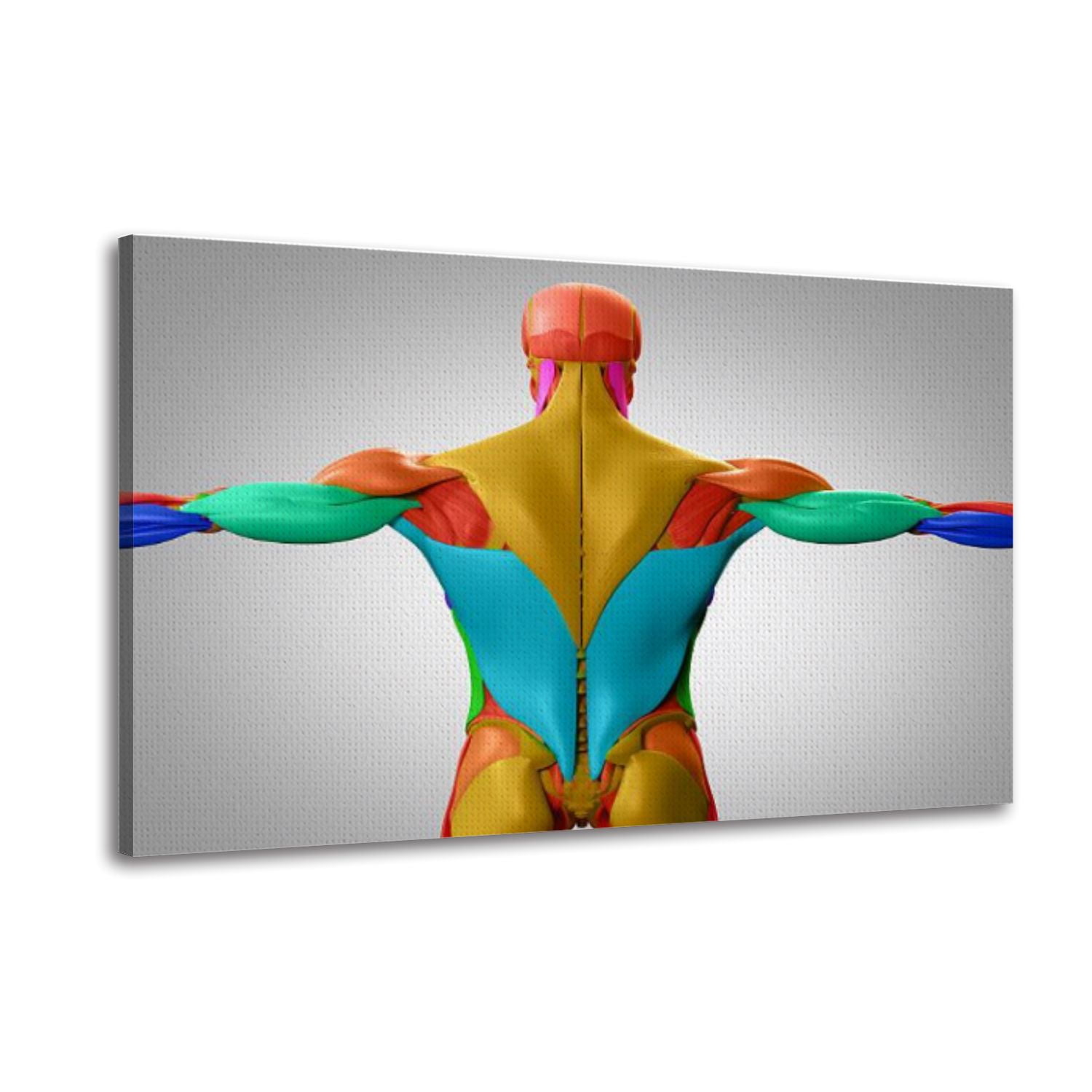 Canvas Wall Art Human anatomy muscle groups Torso back 3d Wall Decor ...