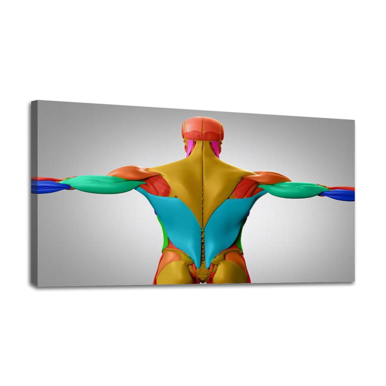 Canvas Wall Art Human anatomy muscle groups Torso back 3d Wall Decor ...