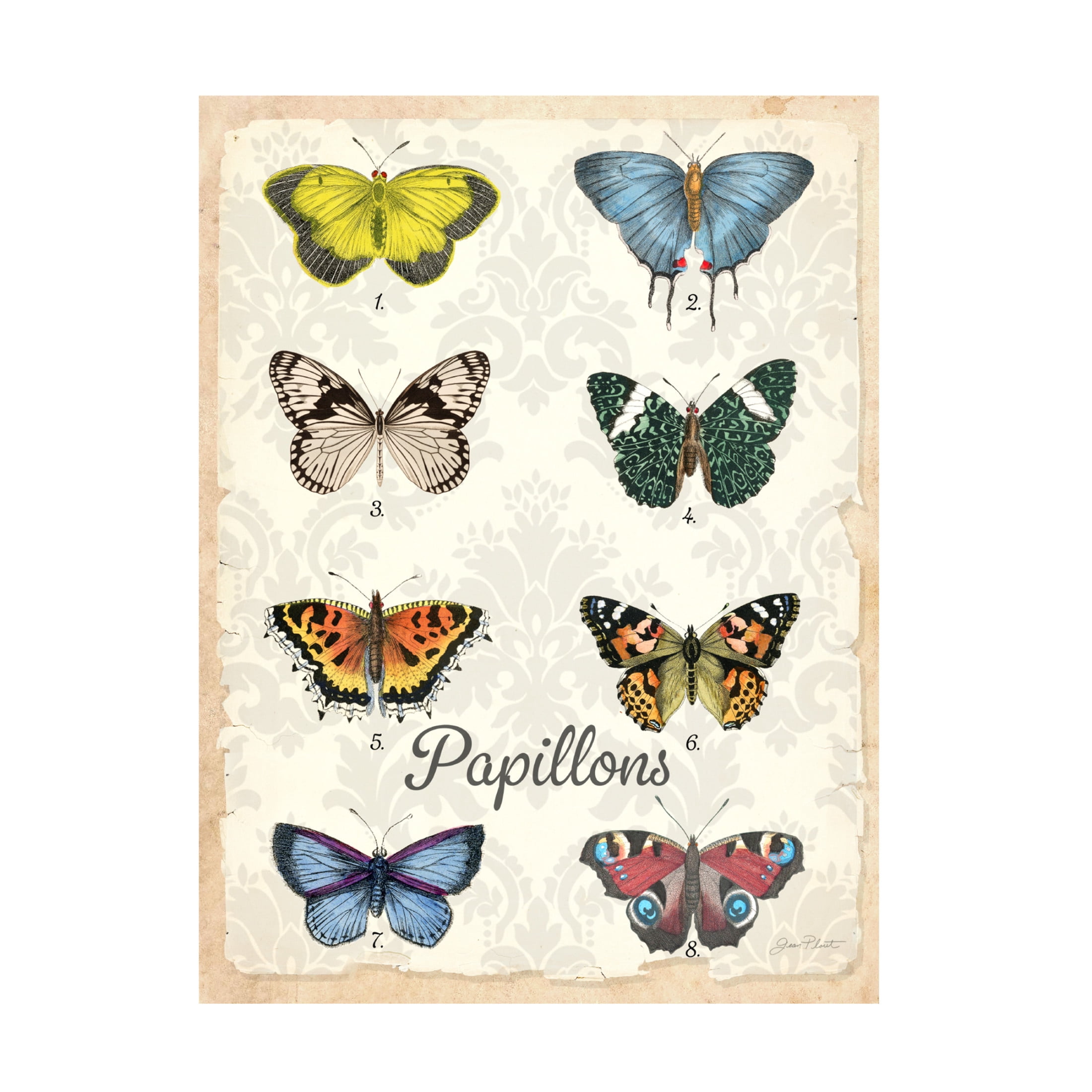 Canvas Wall Art - Jean Plout 'Beautiful Papillon Study A' Wall Art for ...