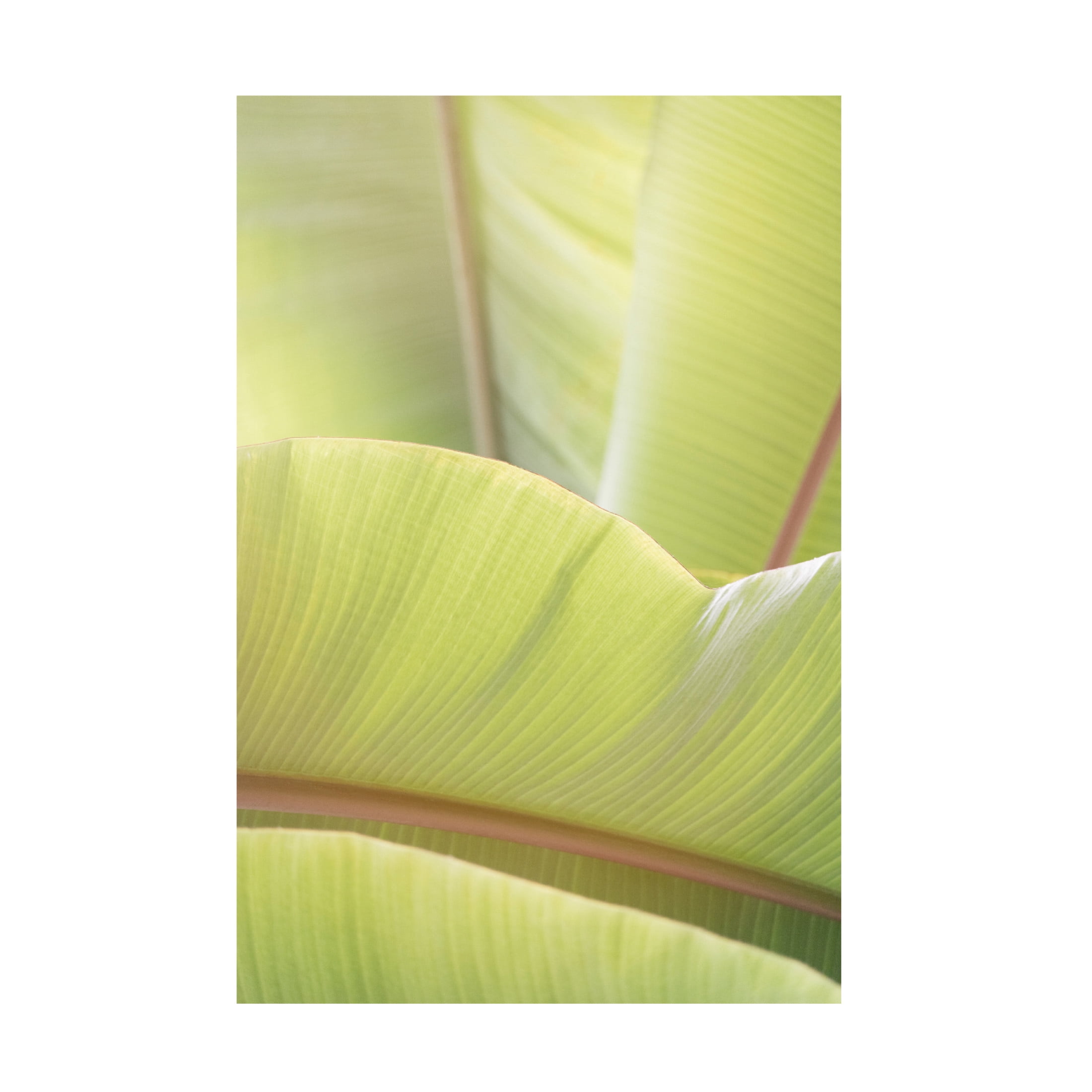 Canvas Wall Art - Lynann Colligan 'Palm Leaves No. 1' Wall Art for ...