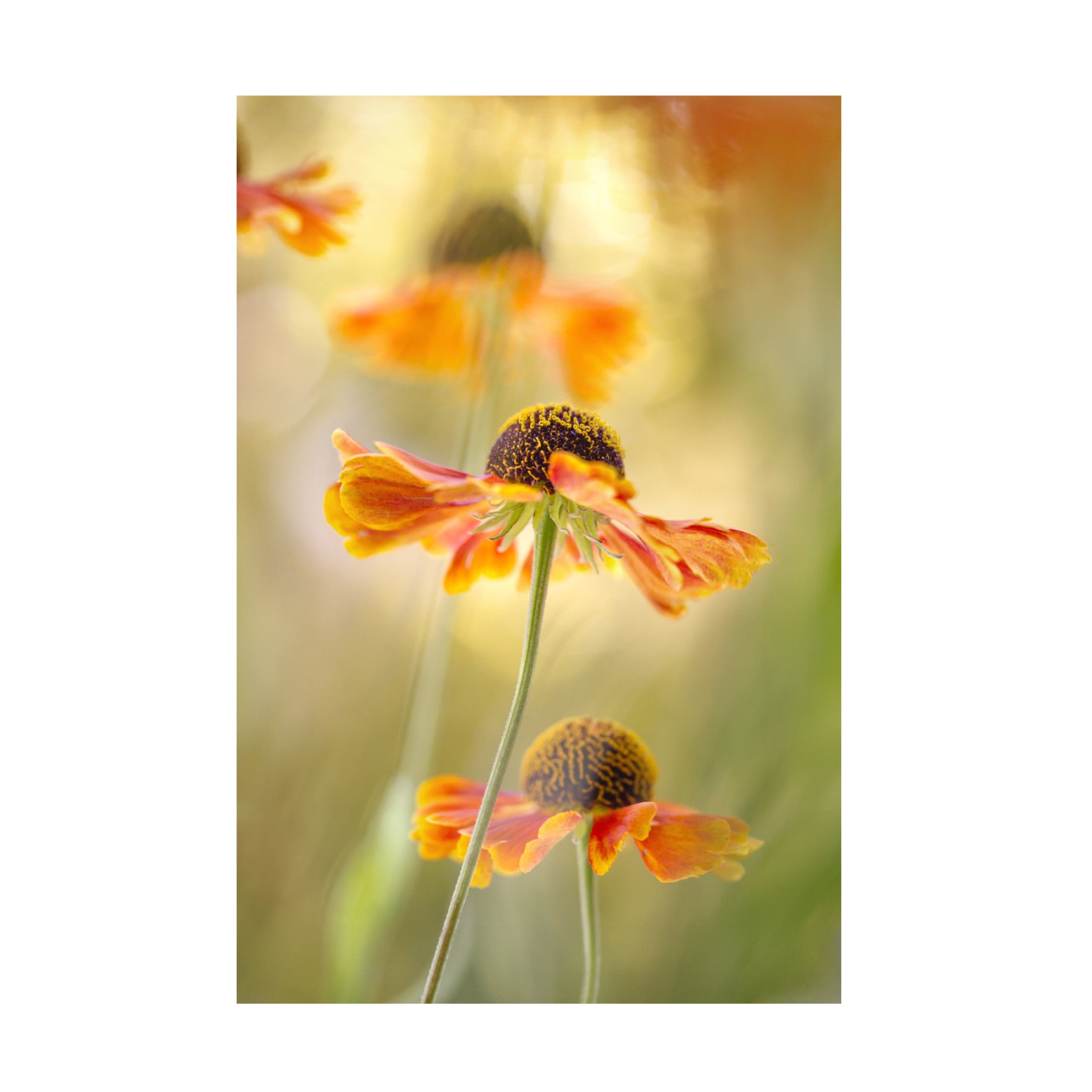 Canvas Wall Art - Mandy Disher Helenium 22 x 32 Inches - Walmart.com