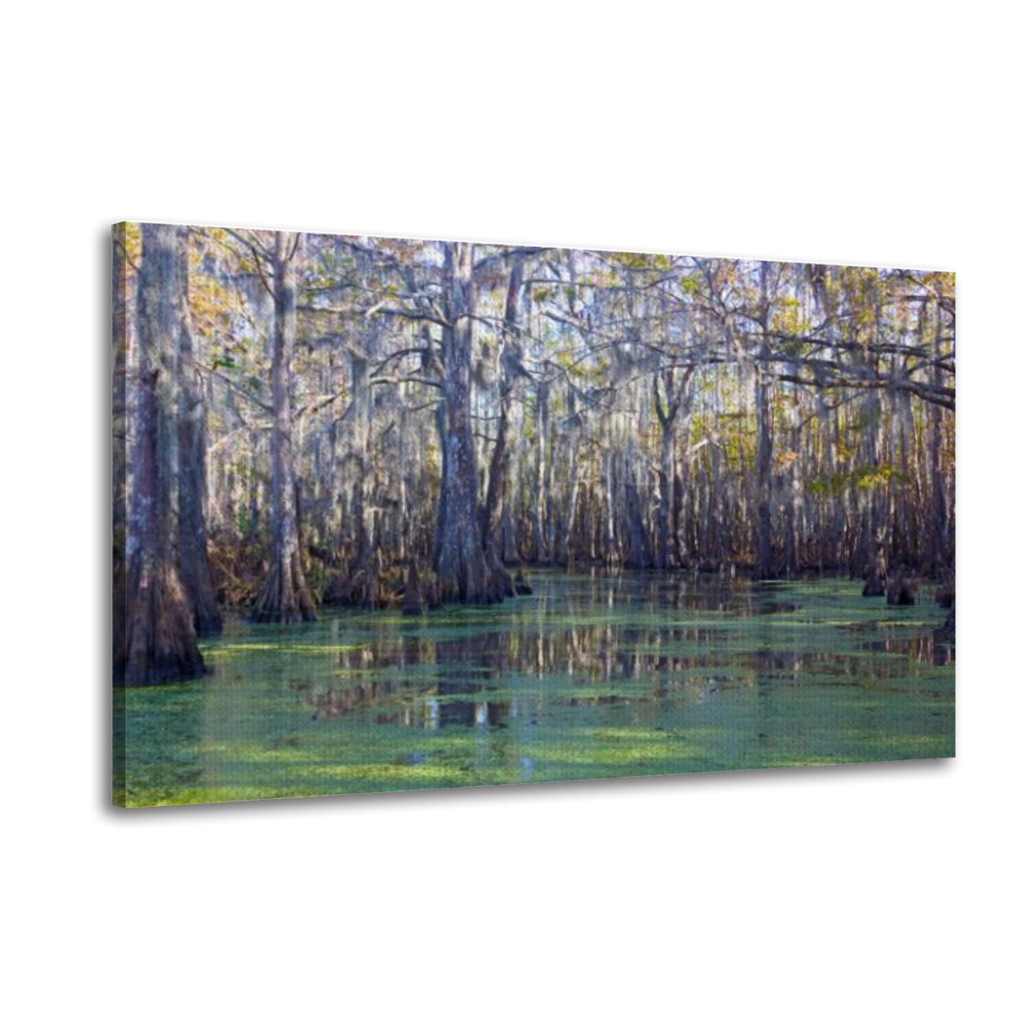 Canvas Wall Art Mossy swamp land mangrove trees Wall Decor for Living ...