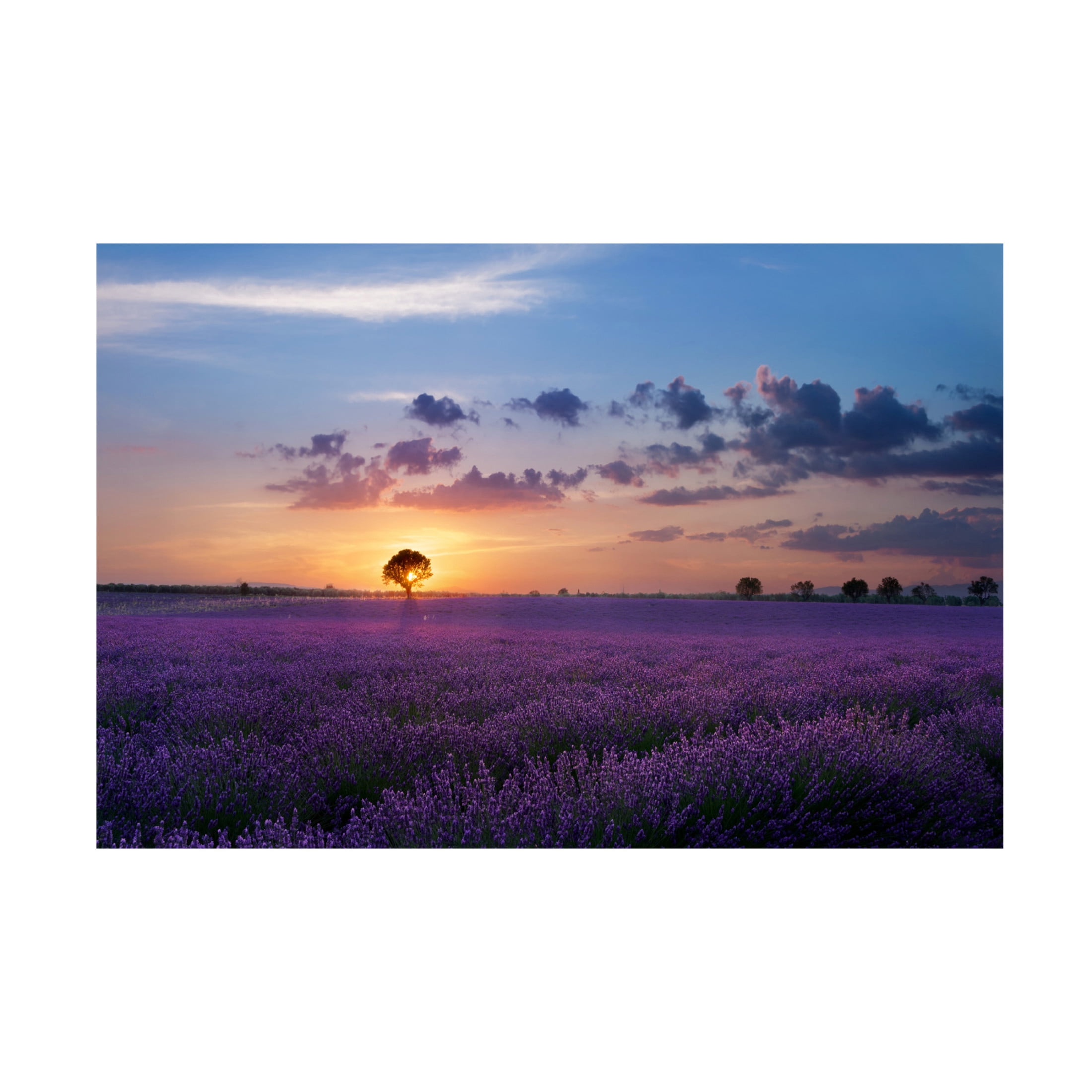 Canvas Wall Art - Paolo Bugnone 'Lonely Tree In Valensole' Wall Art for ...