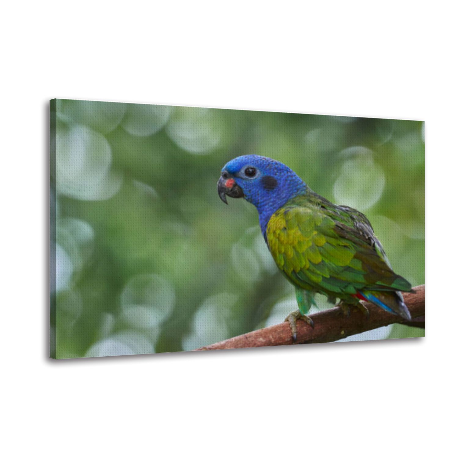 Canvas Wall Art Pionus menstruus Blue headed Parrot Beautiful blue ...
