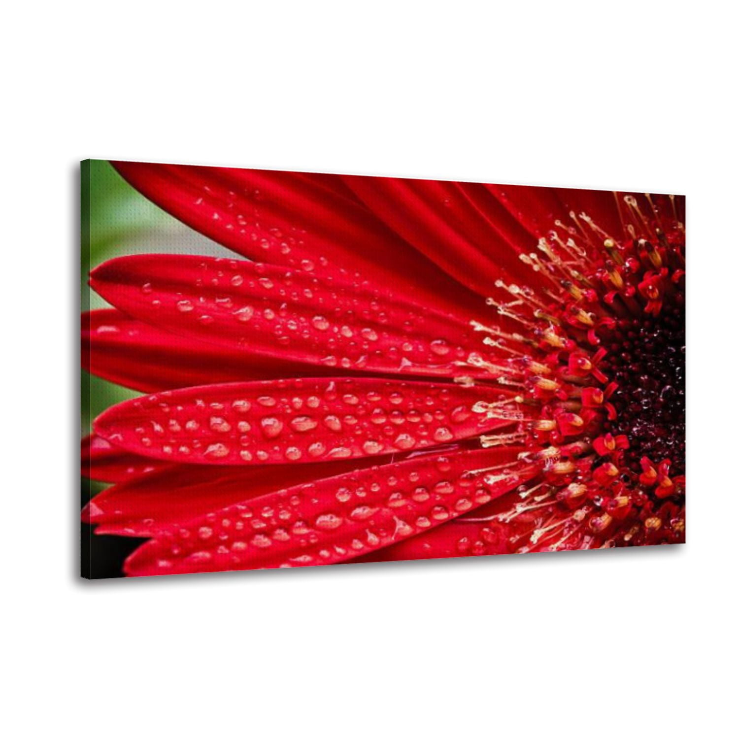 Canvas Wall Art Red gerbera daisy covered water drops Wall Decor for ...