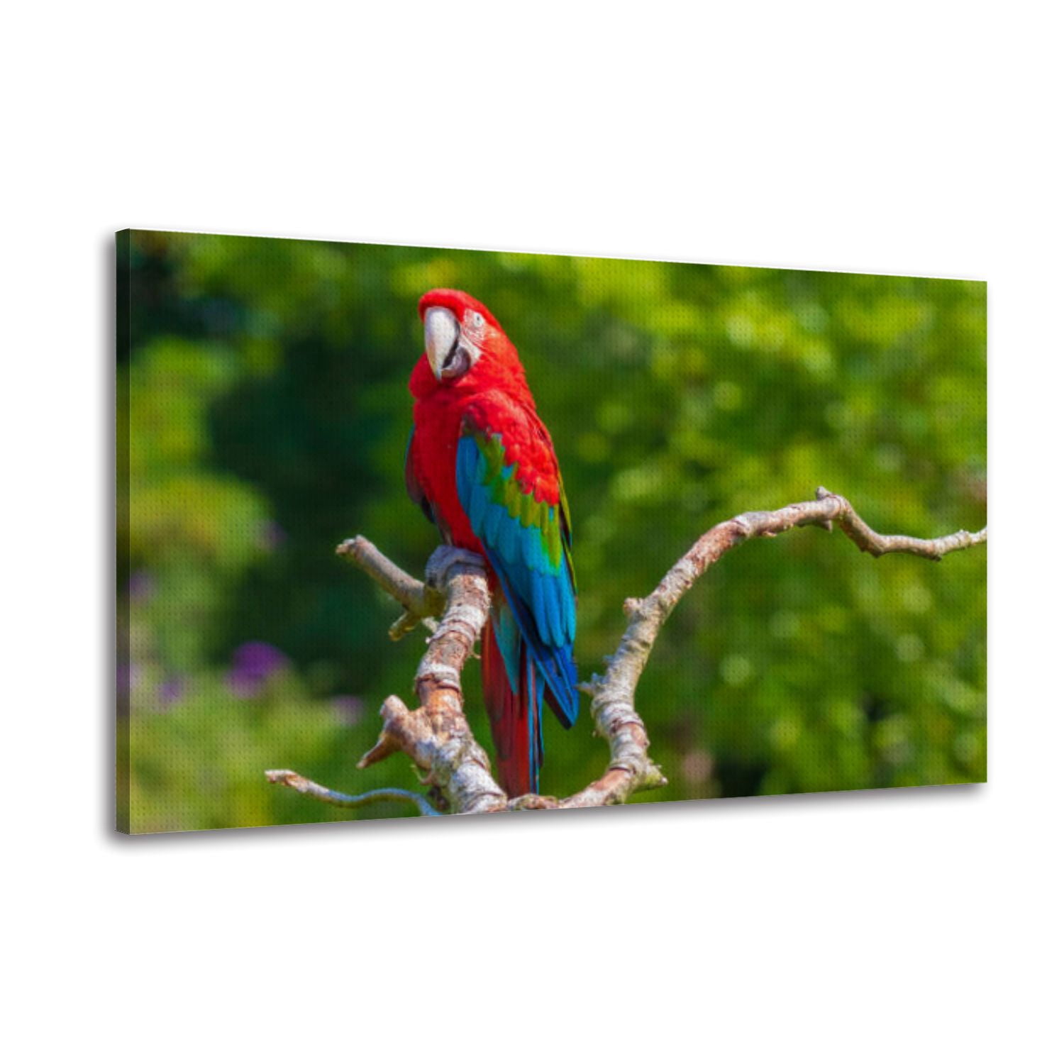 Canvas Wall Art Red green macaw green winged macaw Ara chloropterus ...