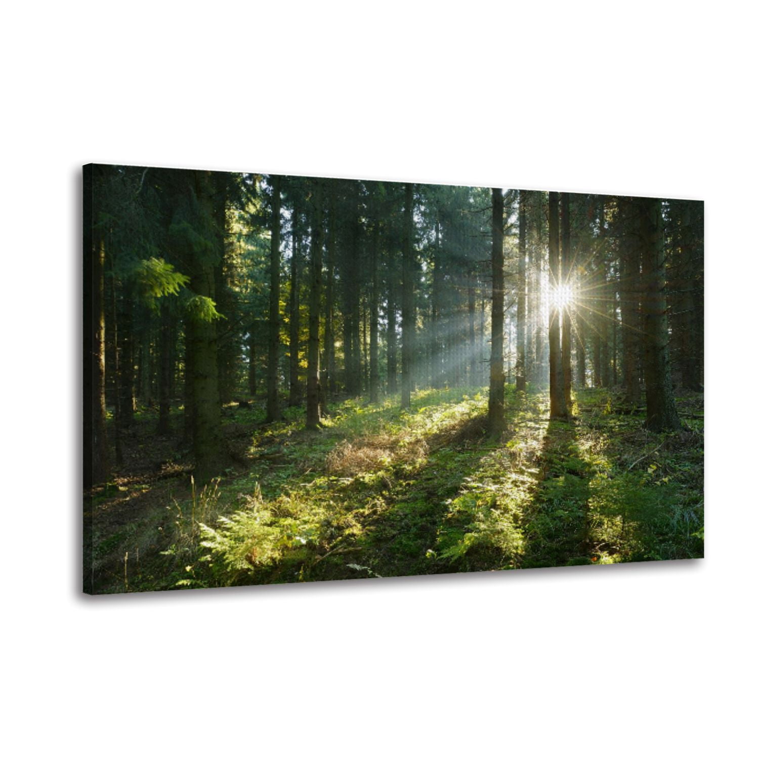 Canvas Wall Art Sunbeams breaking Spruce Tree Forest Sunrise Wall Decor ...