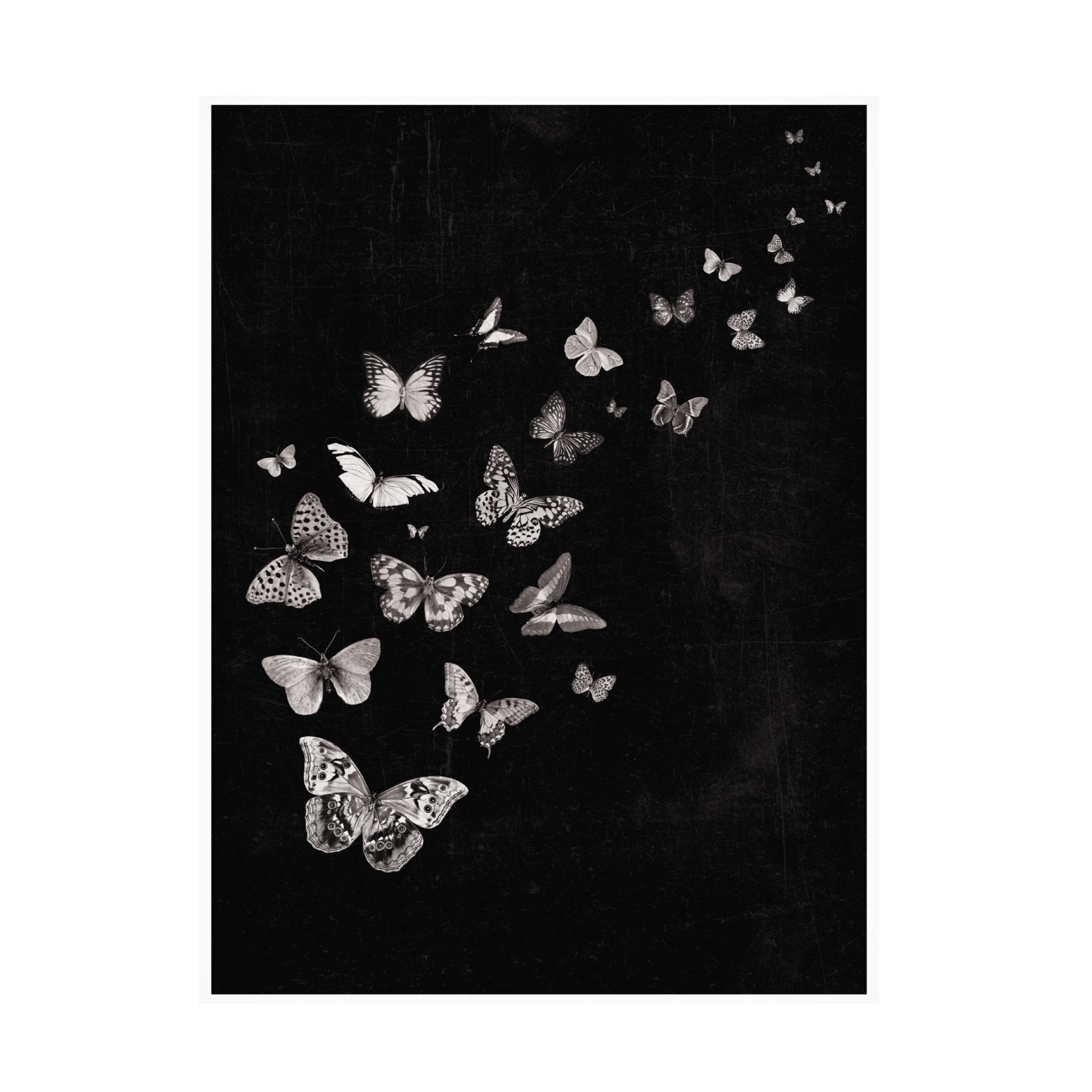 Canvas Wall Art - Tom Quartermaine 'Flying Butterflies Black and White ...