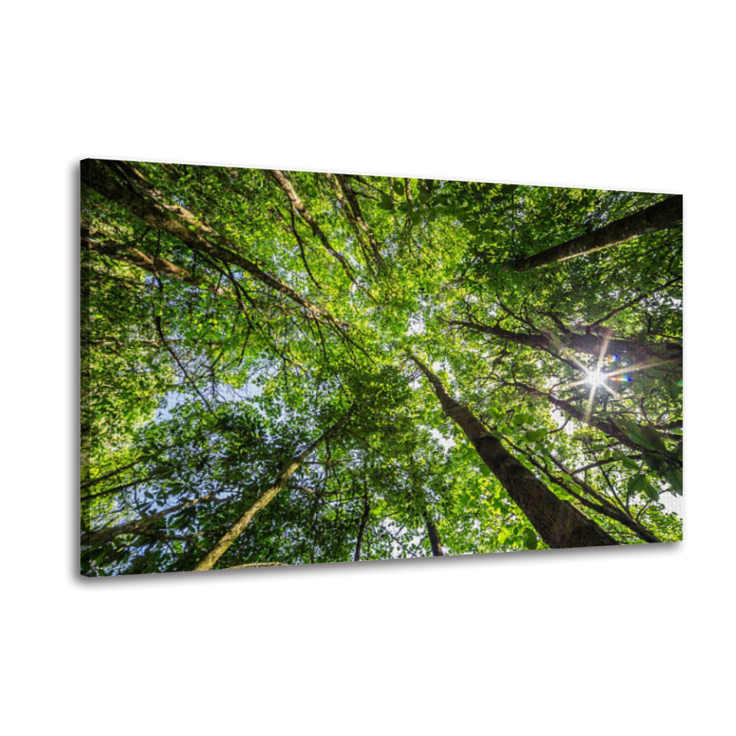 Canvas Wall Art Trees temperate rain forest Autumn Backgrounds Branch ...