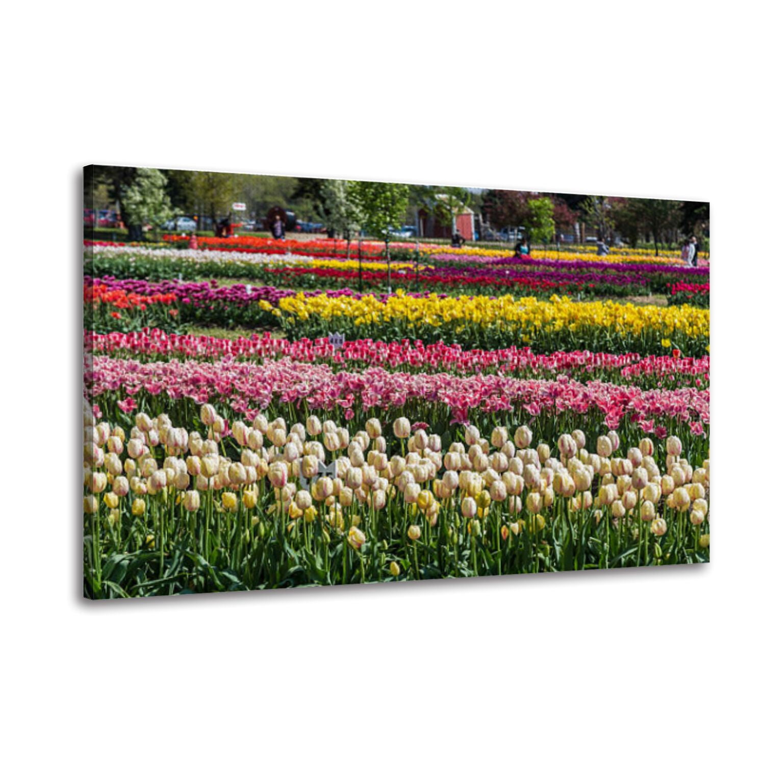 Canvas Wall Art Tulips garden Holland Michigan Tulip festival Wall ...