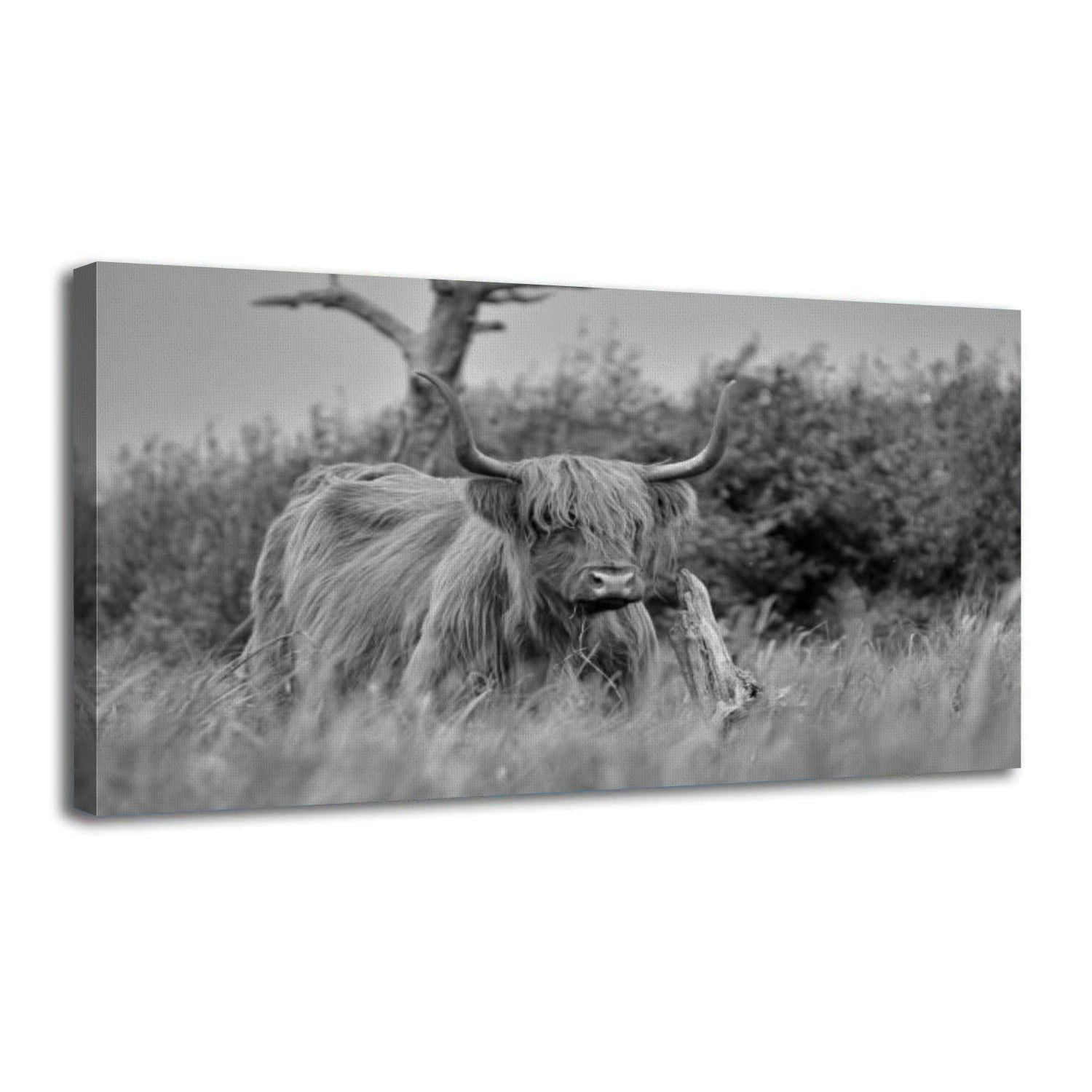 Canvas Wall Art Wild beautiful Scottish Highland Cattle cow brown long ...