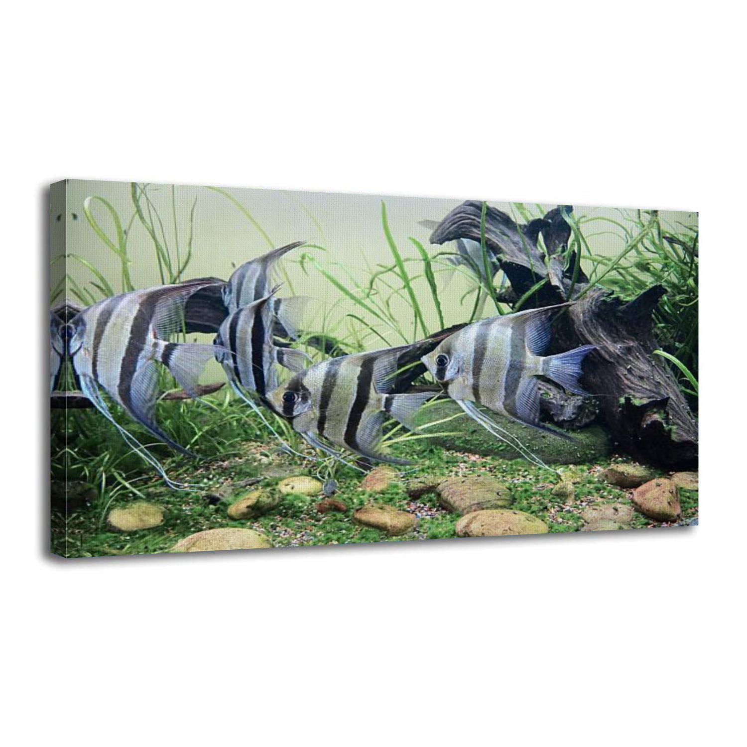 Canvas Wall Art altum angelfish pterophyllum altum angelfish pictures ...