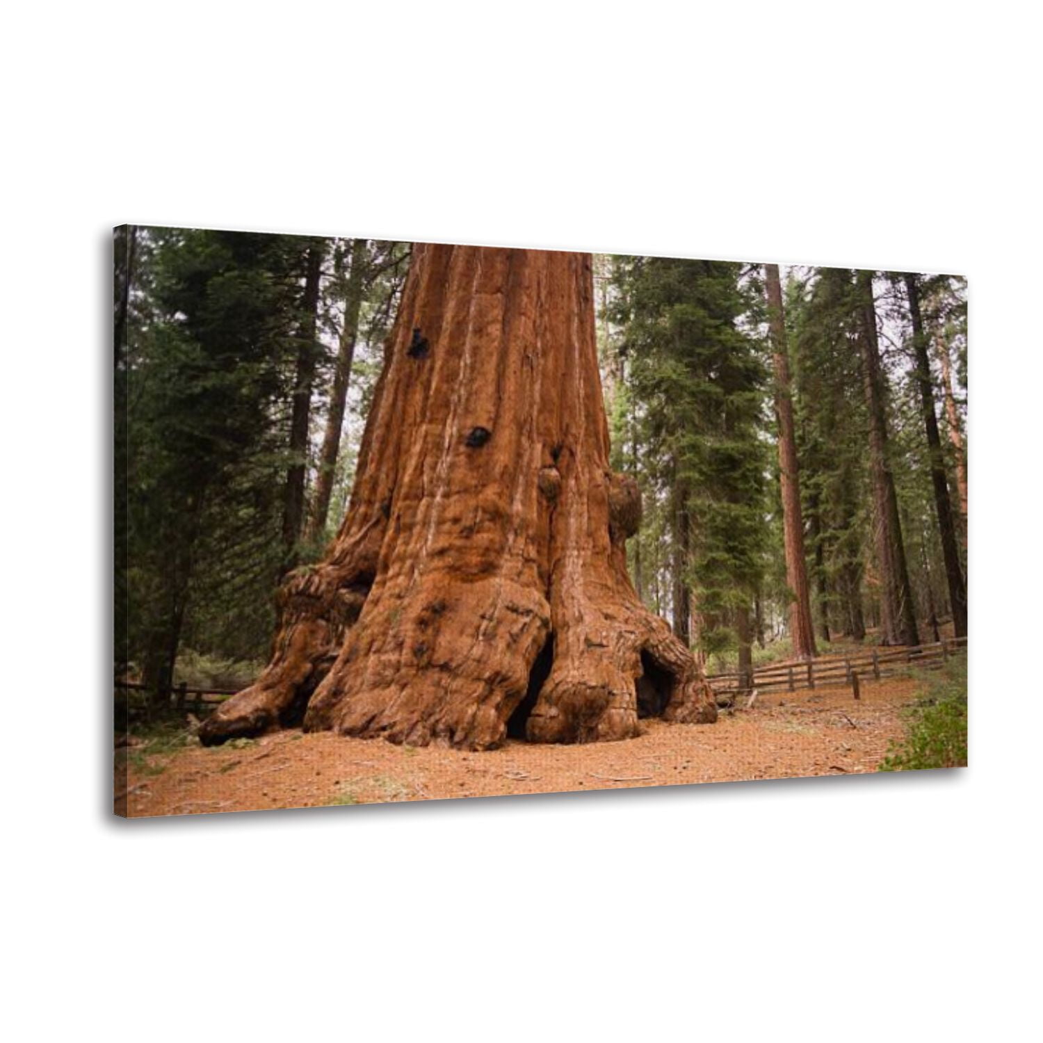 Canvas Wall Art base roots giant tree forest california sequoiass Wall ...