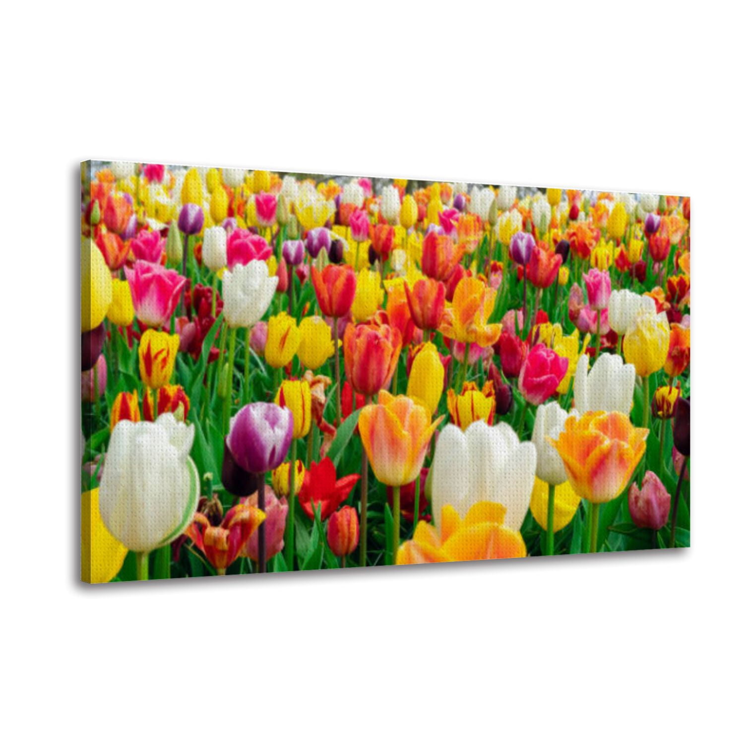 Canvas Wall Art colorful tulips close up garden Keukenhof park Floral ...