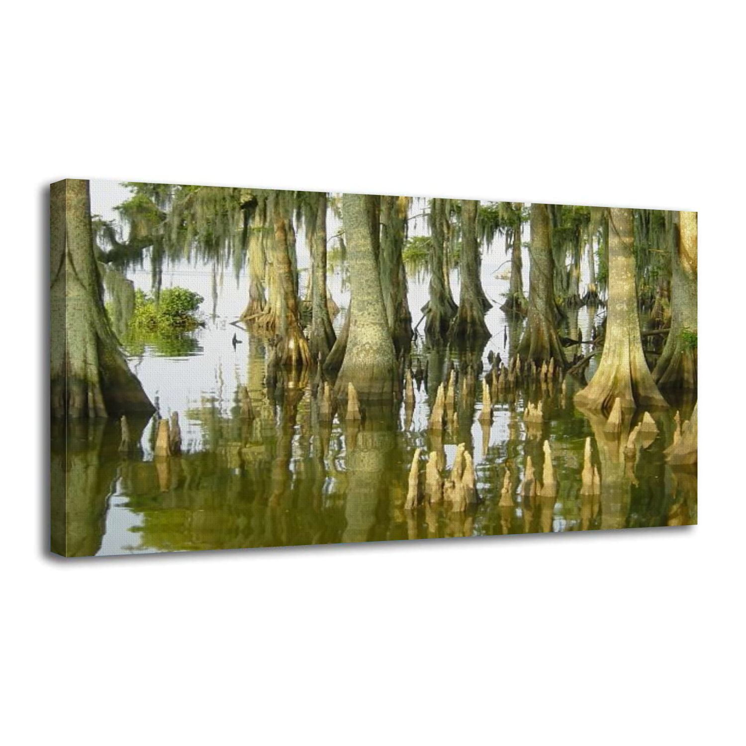 Canvas Wall Art cypress knees cypress tree swamp pictures royalty free ...