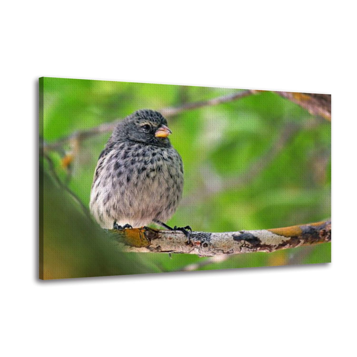 Canvas Wall Art darwin s finch tree birds pictures royalty free photos ...