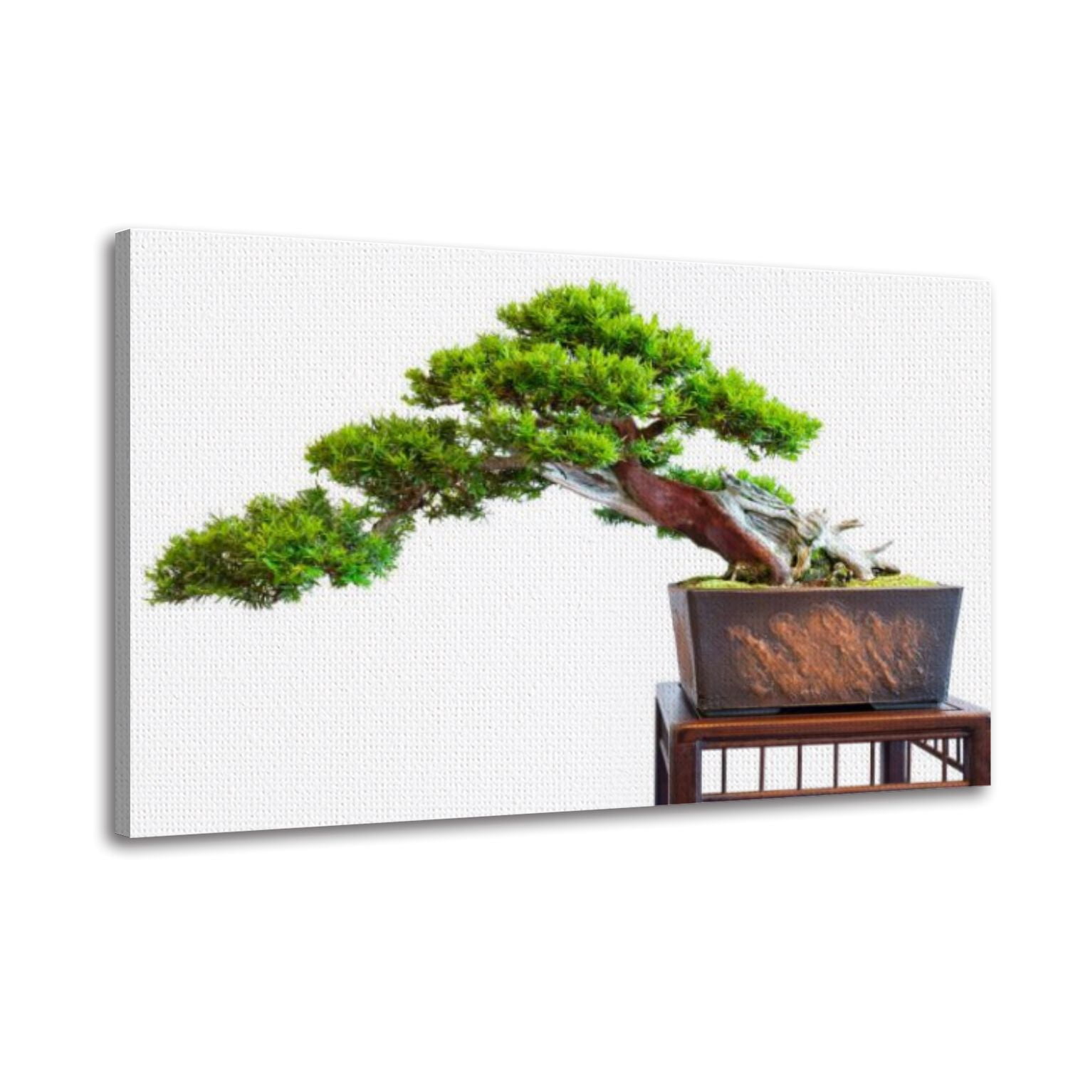 Canvas Wall Art distinctive bonsai yew tree Taxus baccata Wall Decor ...