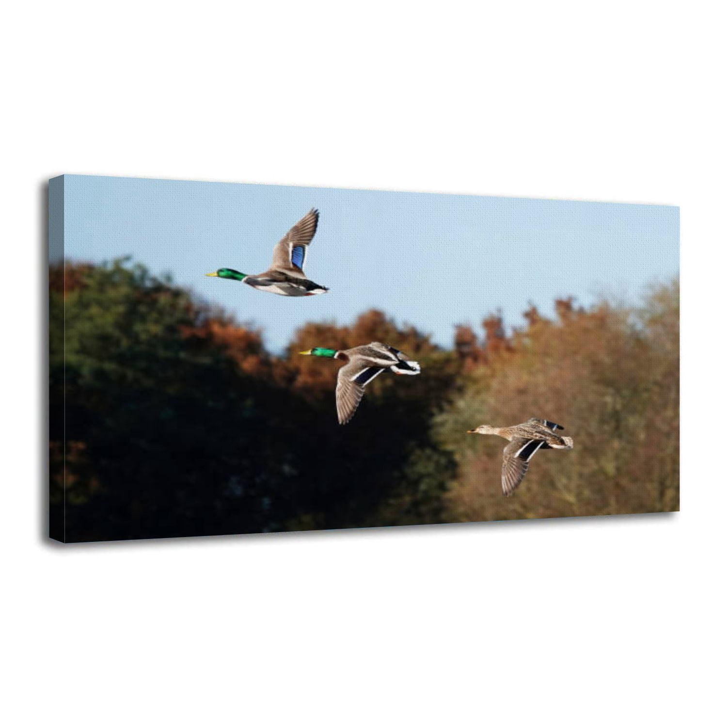 Canvas Wall Art gorgeous selective focus action shot three mallard ...