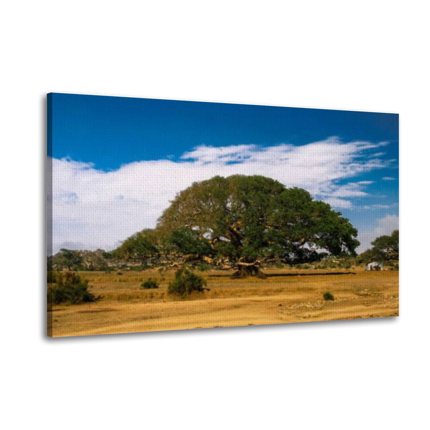 Canvas Wall Art heroic ficus daaro sycamore segheneyti symbol eritrea ...