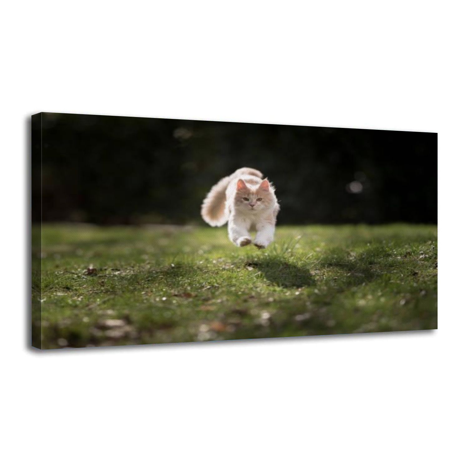 Canvas Wall Art maine coon cat trot pictures royalty photos Wall Decor ...