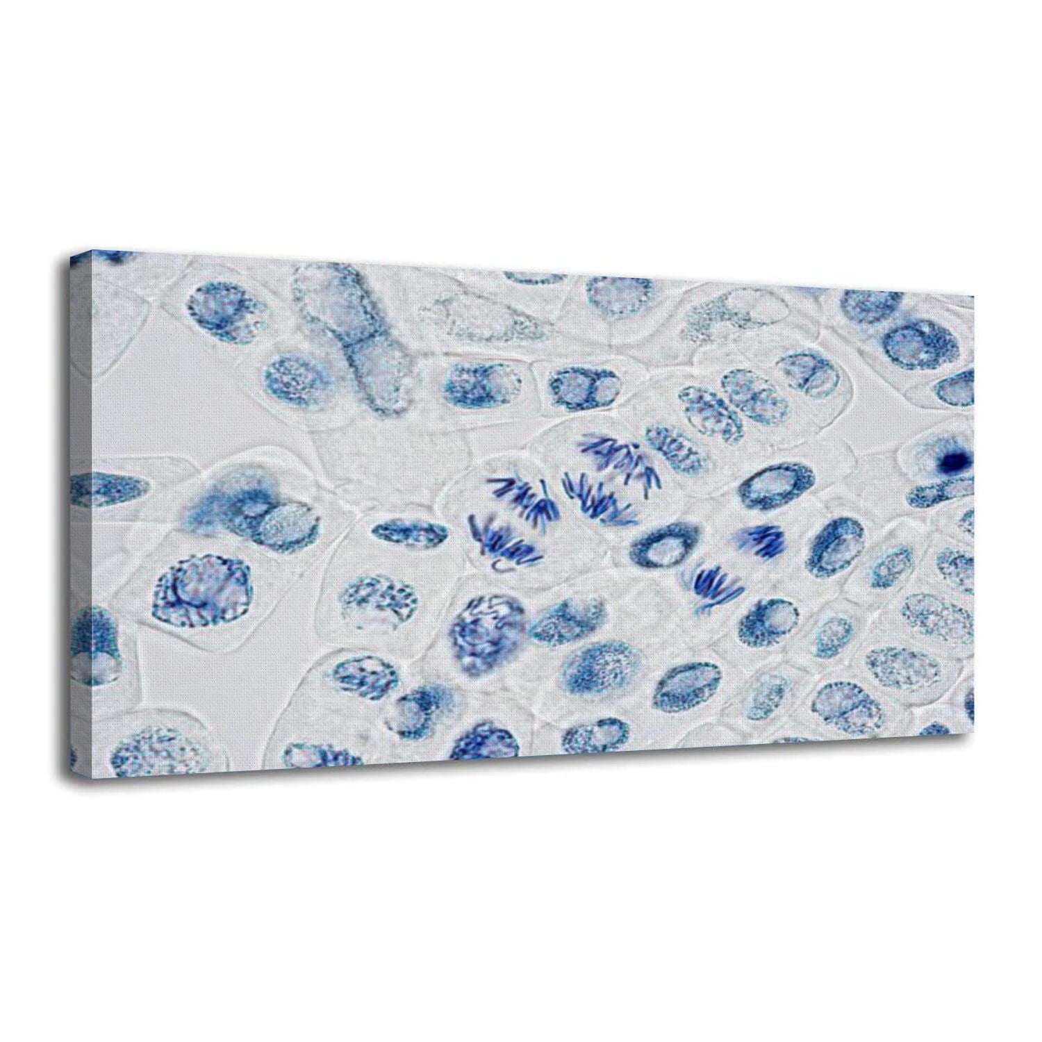 Canvas Wall Art microscope plant cells three nuclei anaphase cell Wall ...
