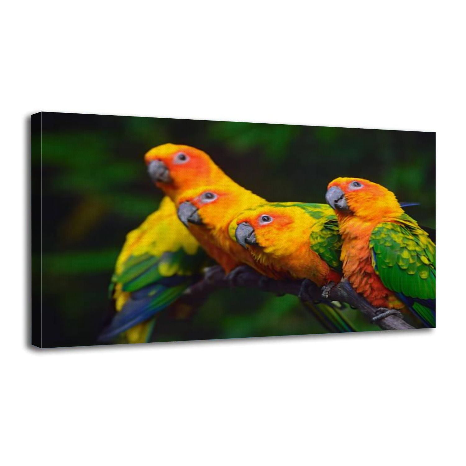 Canvas Wall Art sun conure parrots parrots Wall Decor for Living Room Bathroom Bedroom Office 30 ...