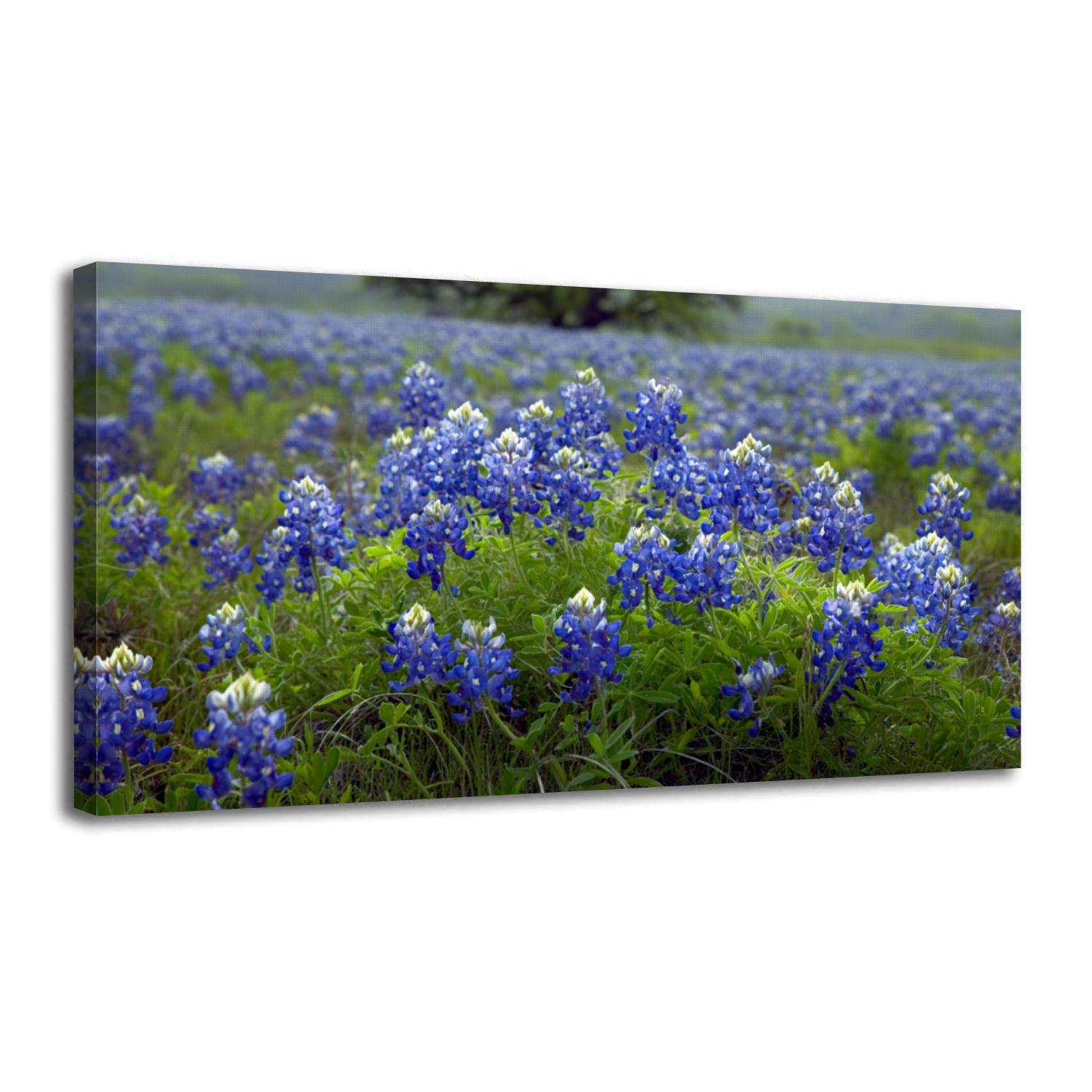 Canvas Wall Art texas blue bonnets texas bluebonnets royalty Wall Decor ...