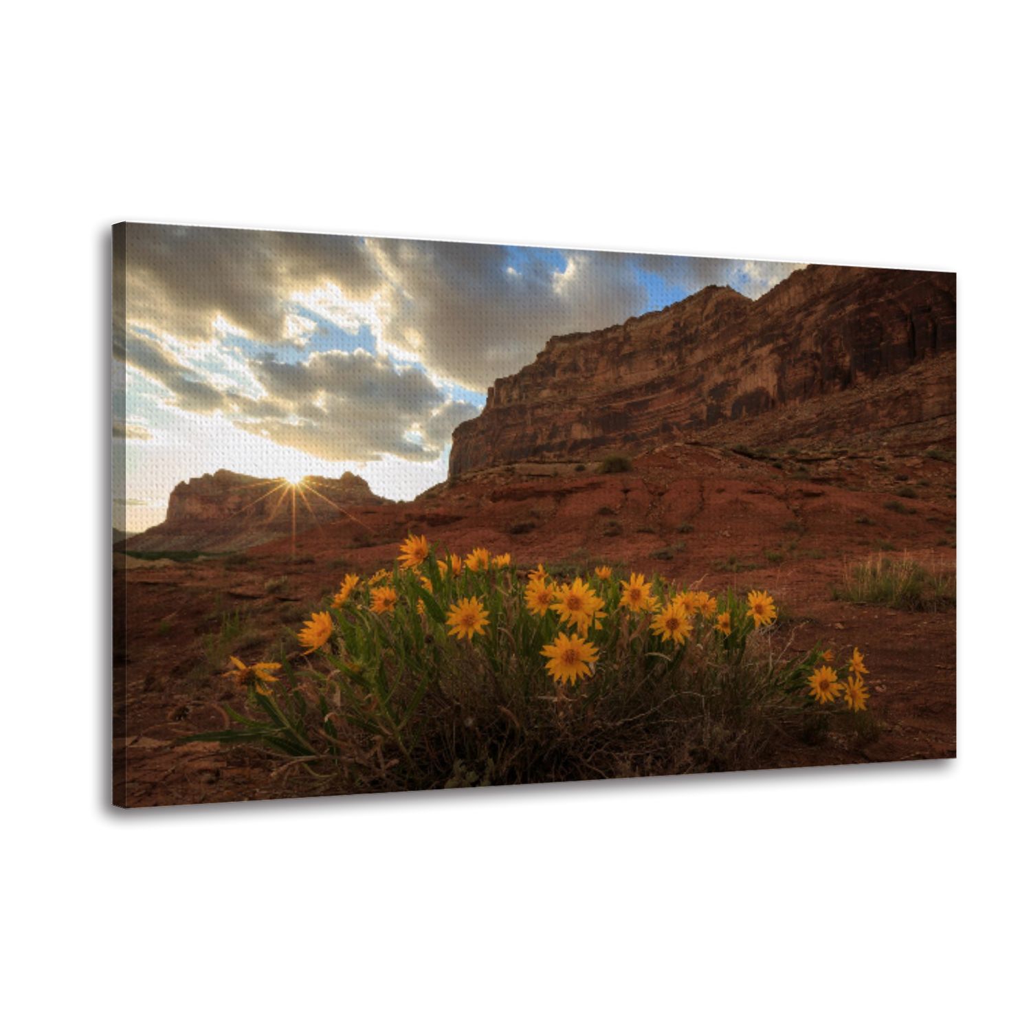 Canvas Wall Art wildflowers san rafael swell mesa plant pictures Wall ...