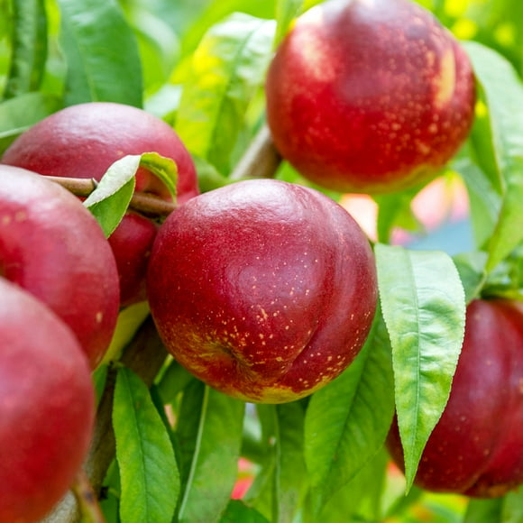 Fruit Trees in Trees - Walmart.com