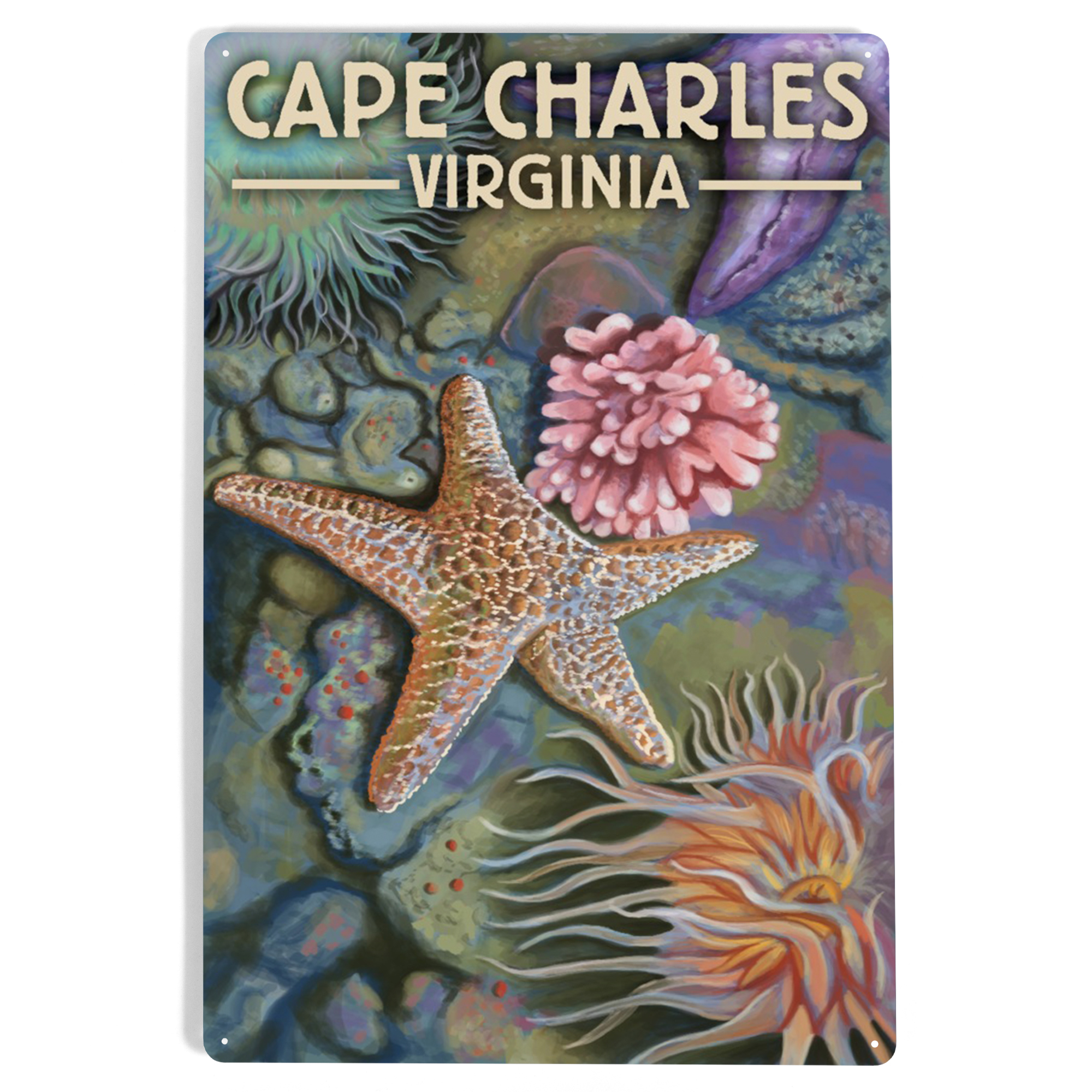 Cape Charles, Virginia, Tidepool (12x18 Aluminum Art, Indoor Outdoor ...