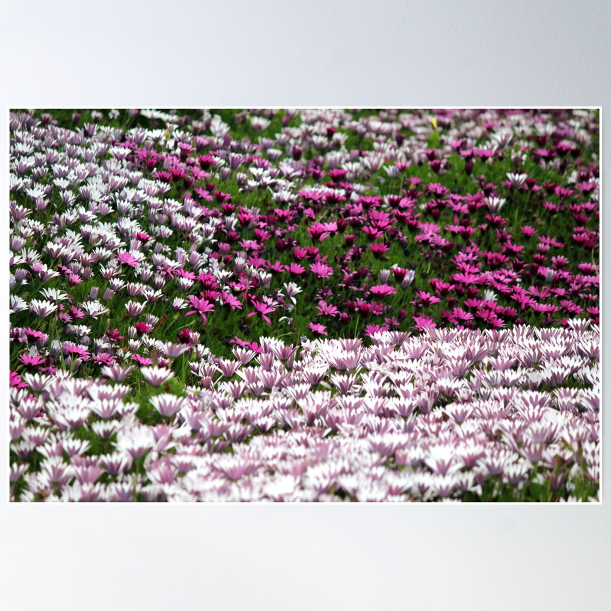 Cape Daisy Mixture Poster Wall Art, Modern Wall Decor For Living Room ...