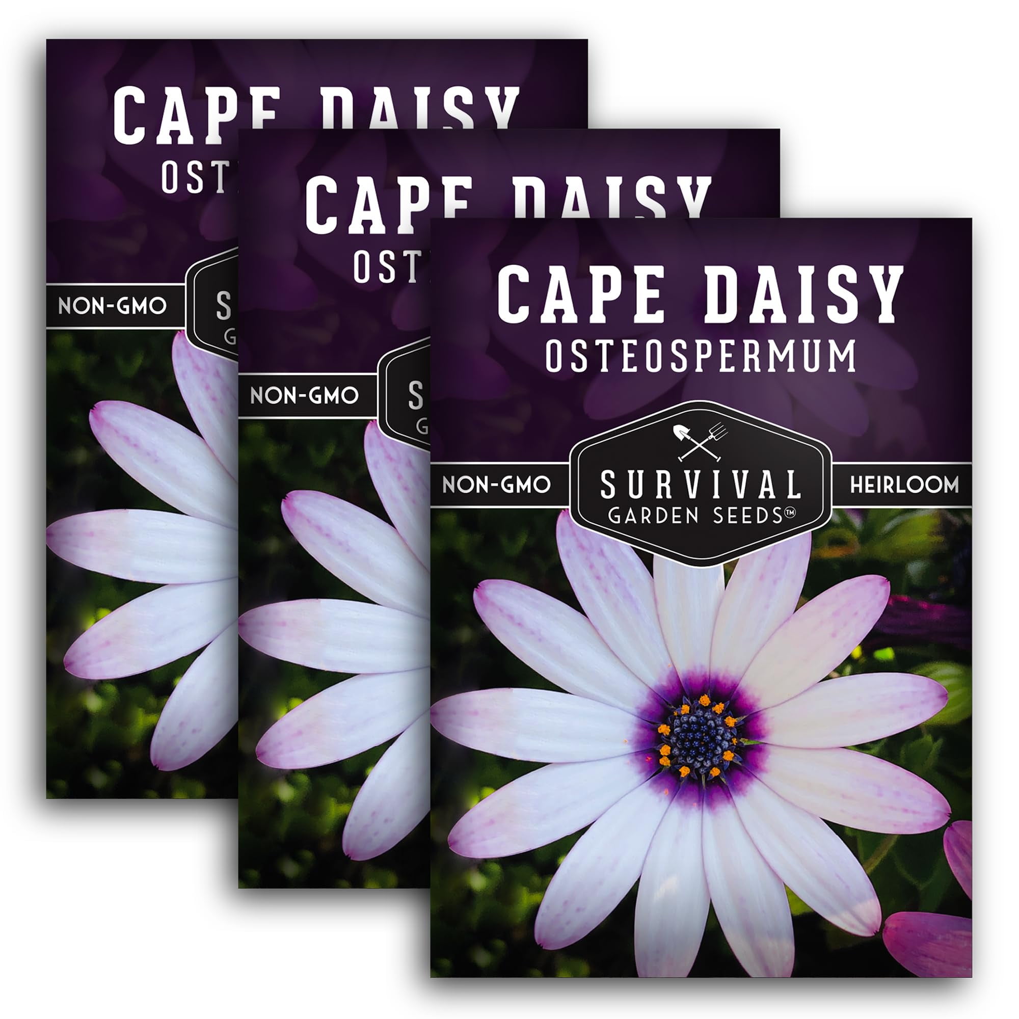 Cape Daisy Seeds - 3 Pack - Non-GMO Heirloom Full Sun Annual Flower ...