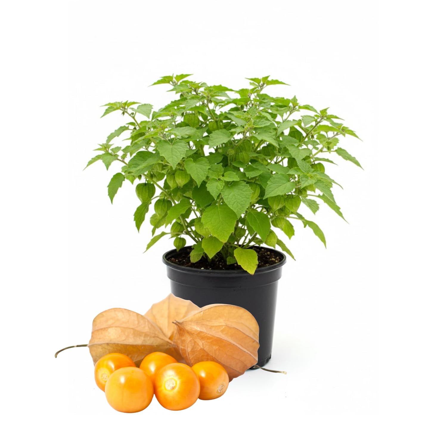 Cape Gooseberry Live Plant, Sweet and Tangy Yellow Berry, 7-10" Tall in ...