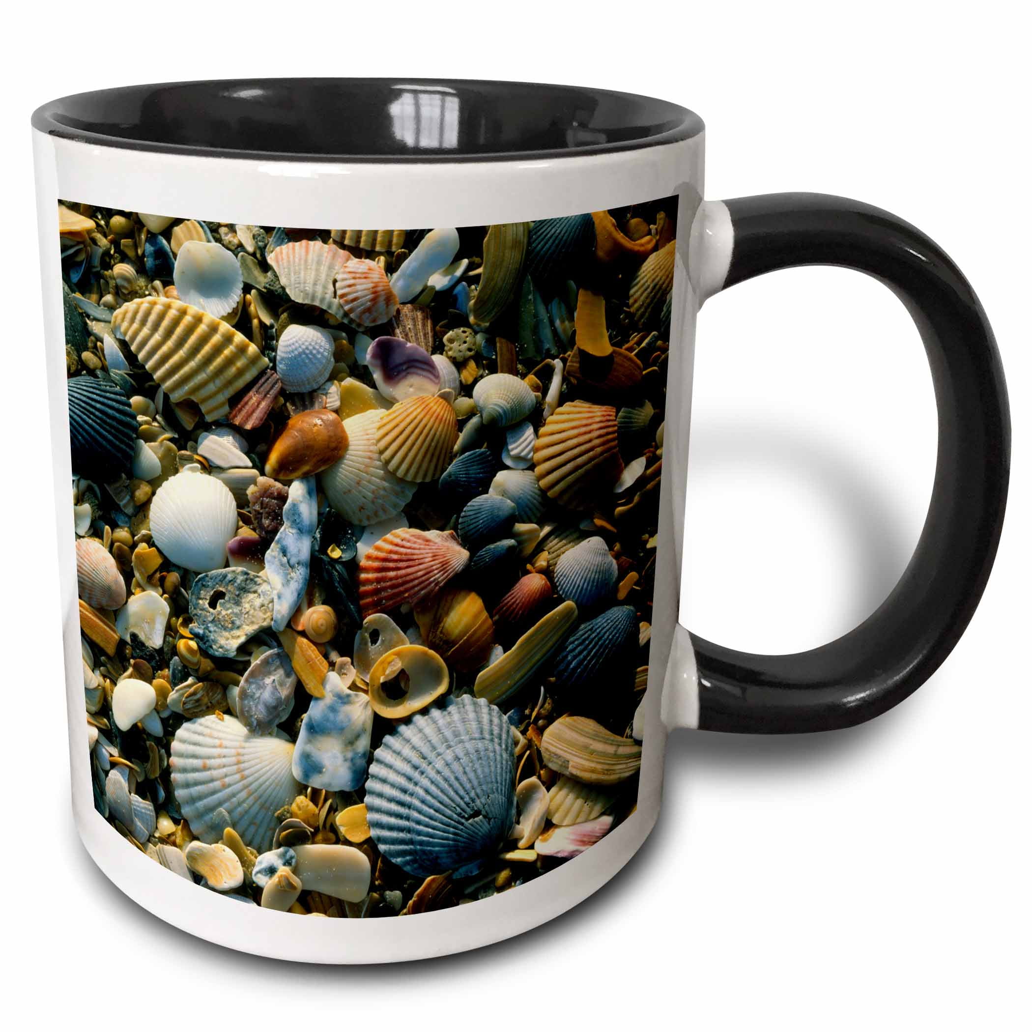3drose, Cape Hatteras Beach Shells, Outer Banks, Nc - Us34 Ssm0000 ...