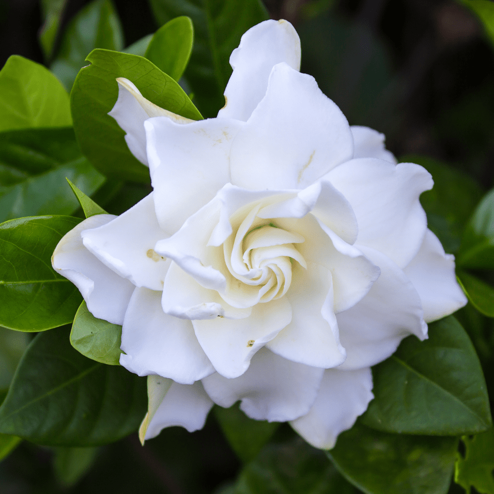 Cape Jasmine Plant, Frost Proof Gardenia Plant, Frostproof Jasmine Plant Live, 5 to 8 Inches ...