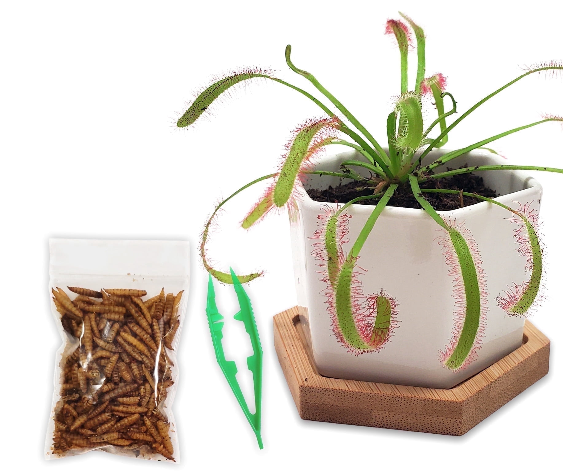 Cape Sundew Live Carnivorous Plant in White Ceramic Pot - Walmart.com