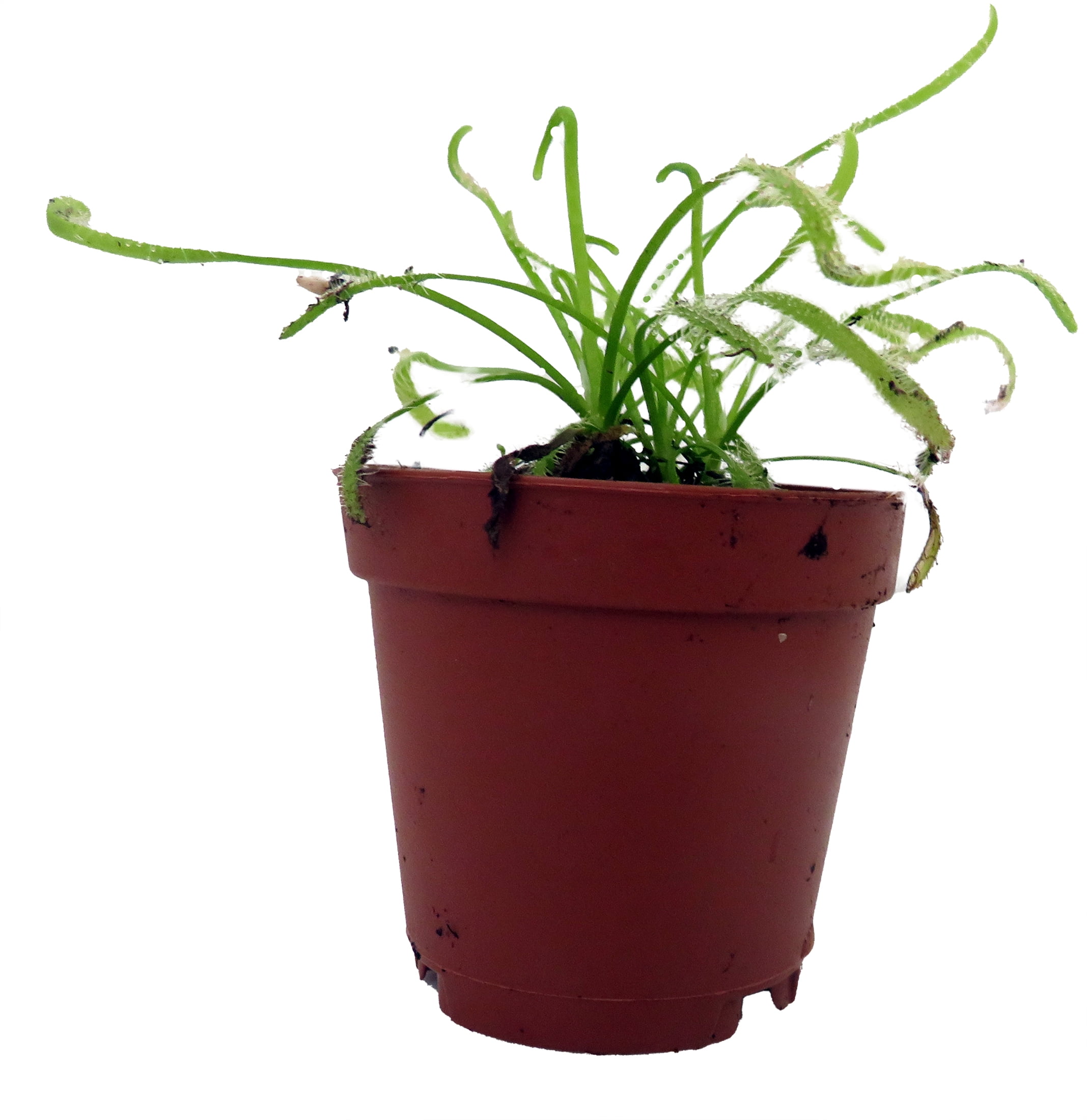 Cape Sundew Plant - Drosera capensis - Carnivorous - 2" Pot - Walmart.com