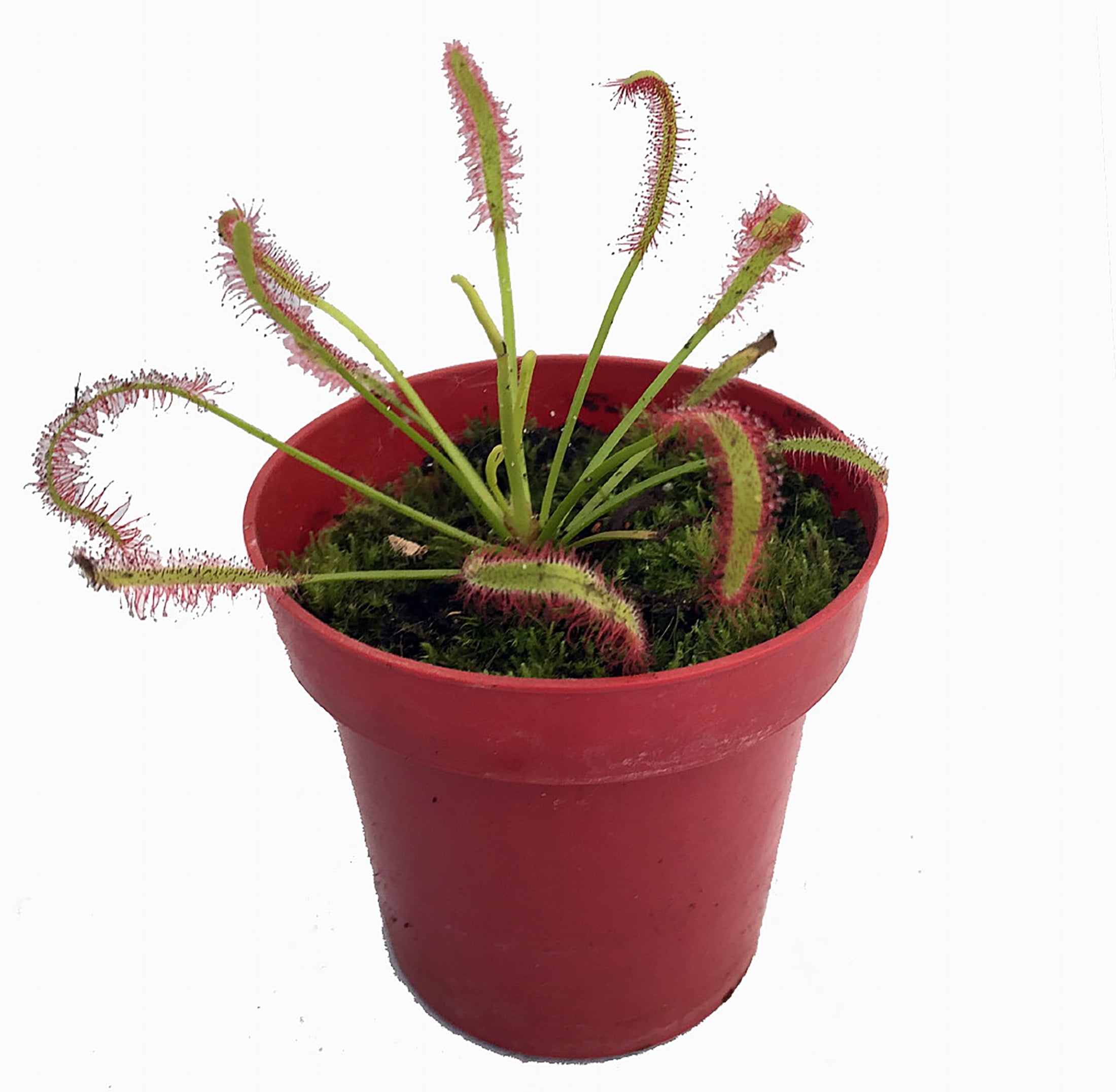 Cape Sundew Plant - Drosera capensis - Carnivorous - 3" Pot - Walmart.com
