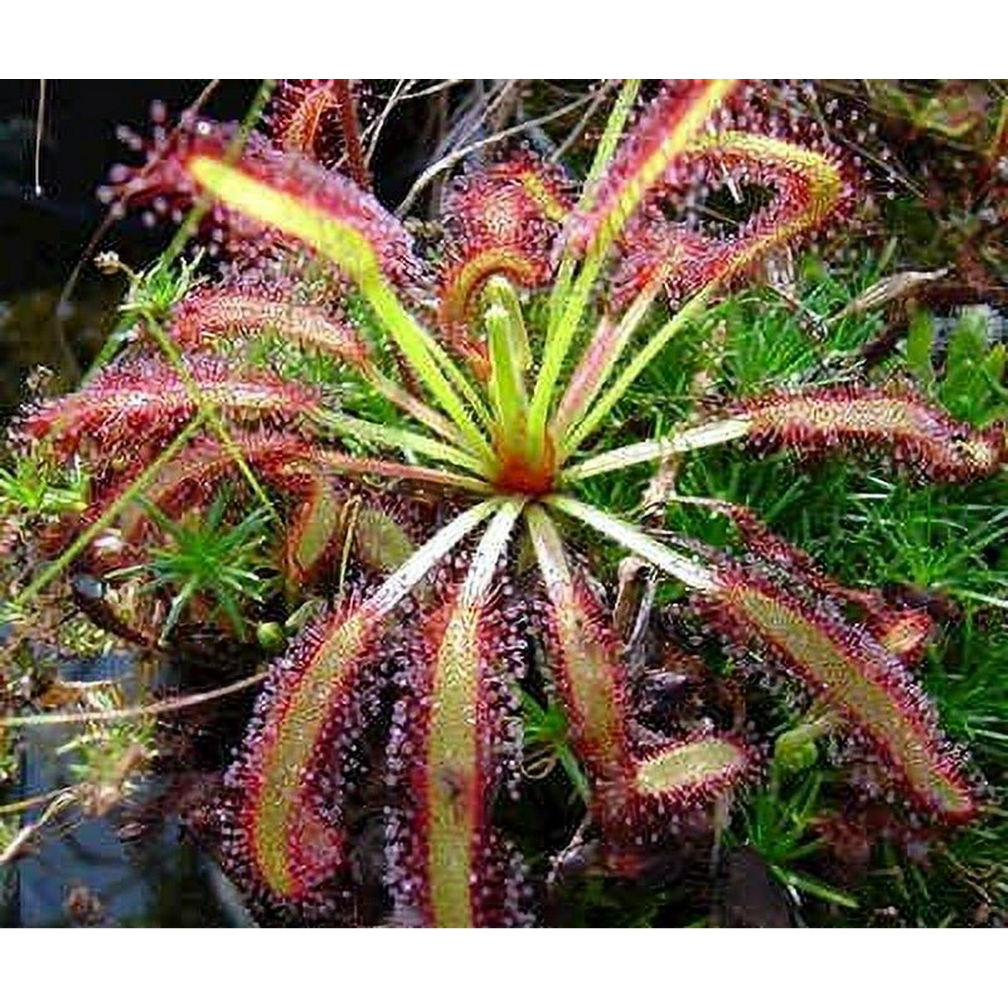 Carnivorous Plants Sundew