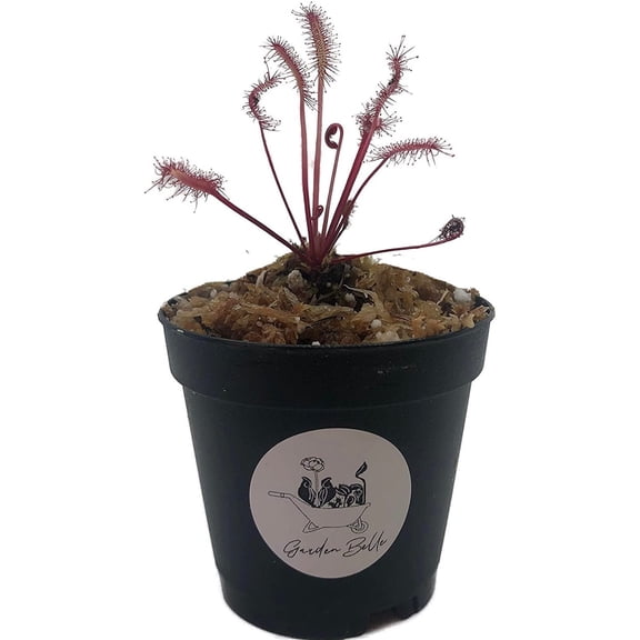 Sundew Plant